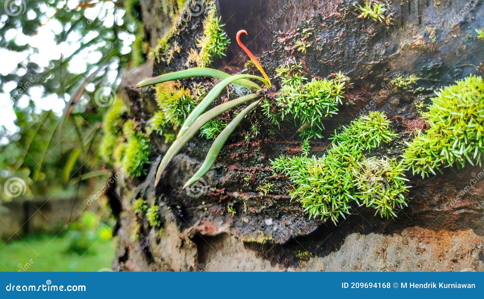 Very Pretty Moss Attached To the Tree Stock Photo - Image of garden ...