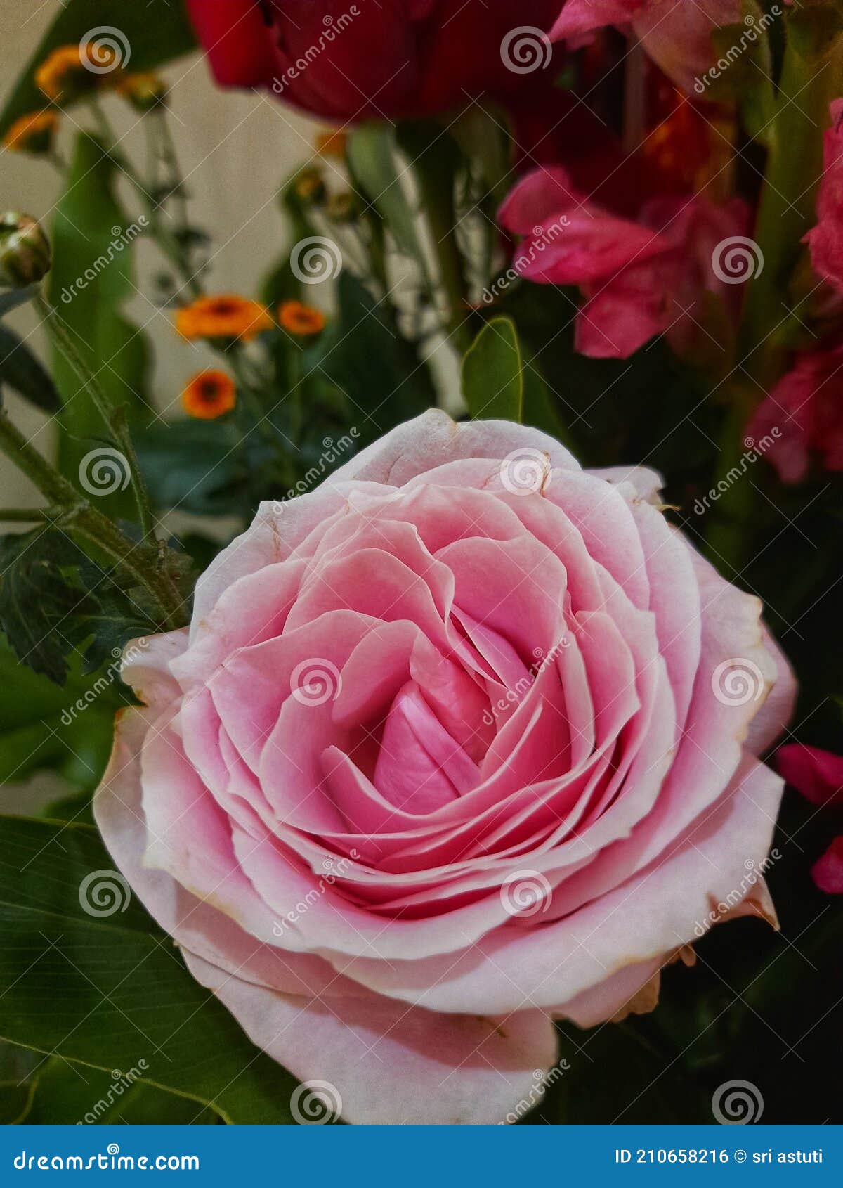 A very pretty pink rose stock photo. Image of blossom - 210658216