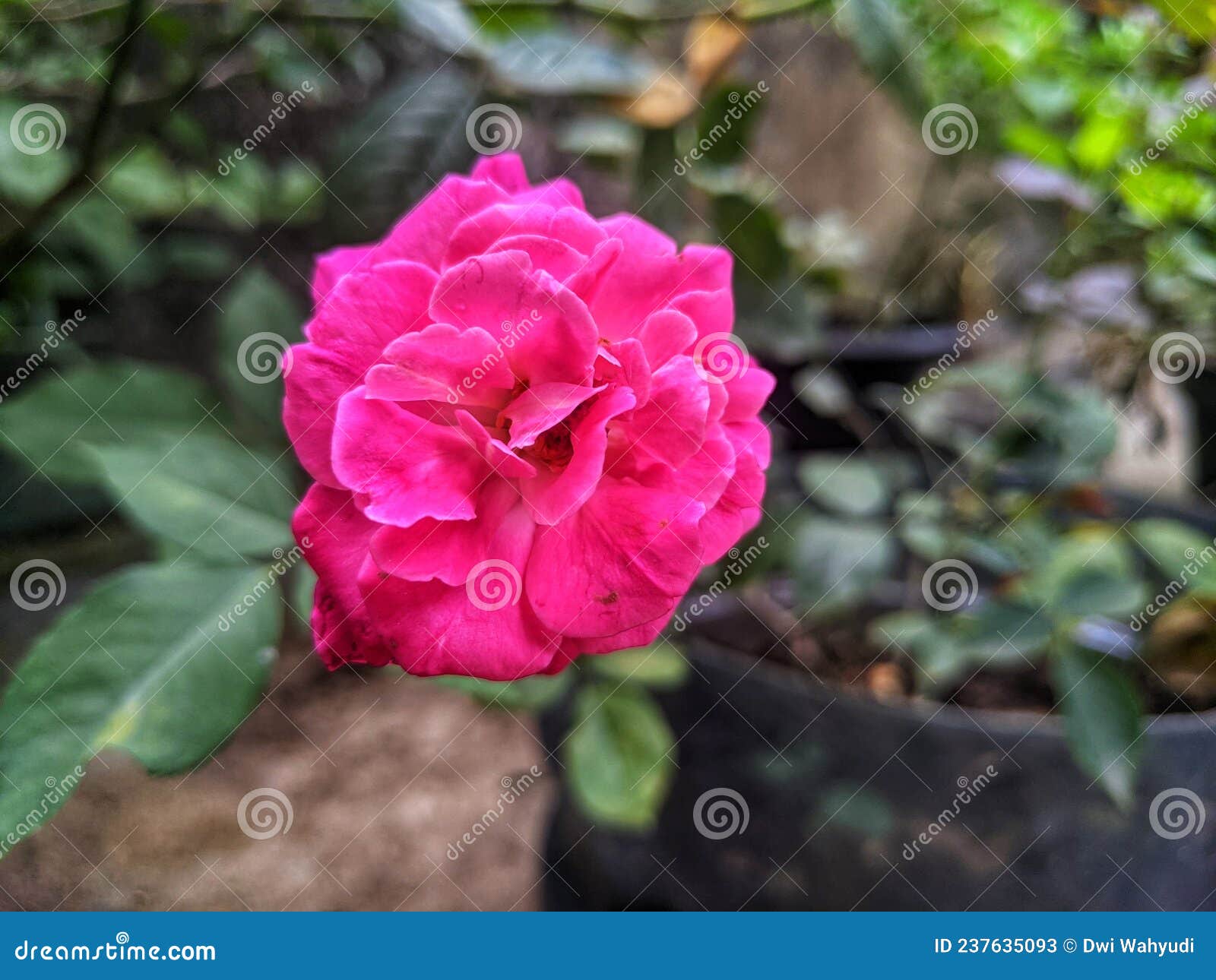 Very Pretty Pink Roses Bloom in the Morning Stock Image - Image of ...