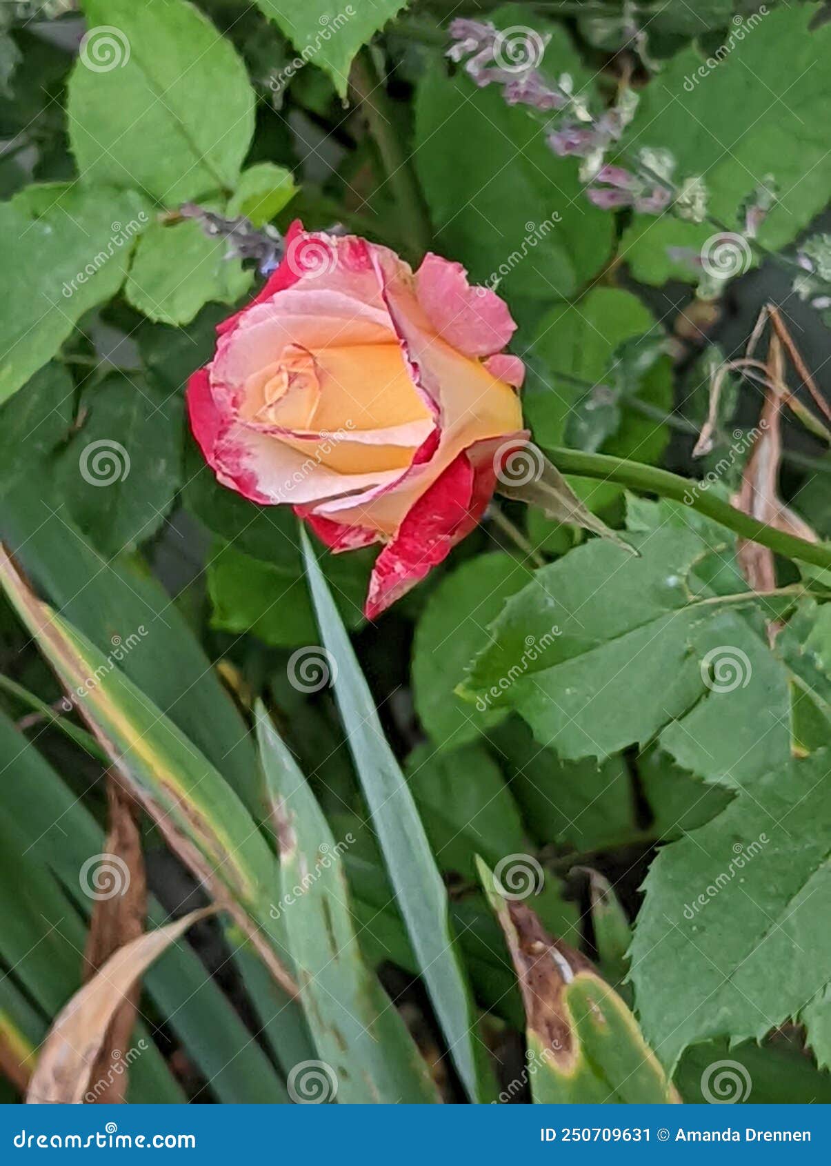Very Very Pretty Pretty Rose Stock Image - Image of petal, garden ...