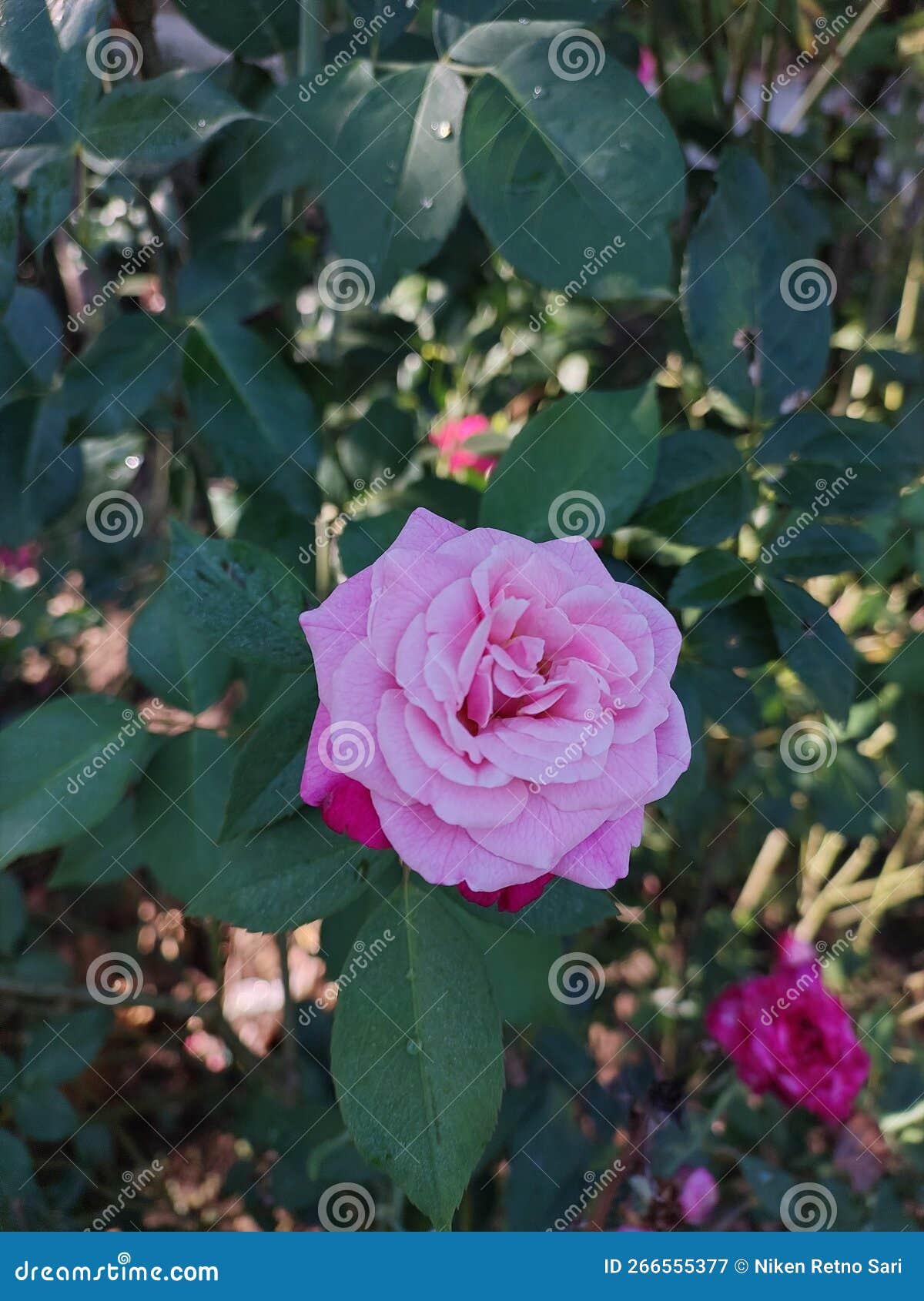 This is a very pretty rose stock image. Image of narure - 266555377