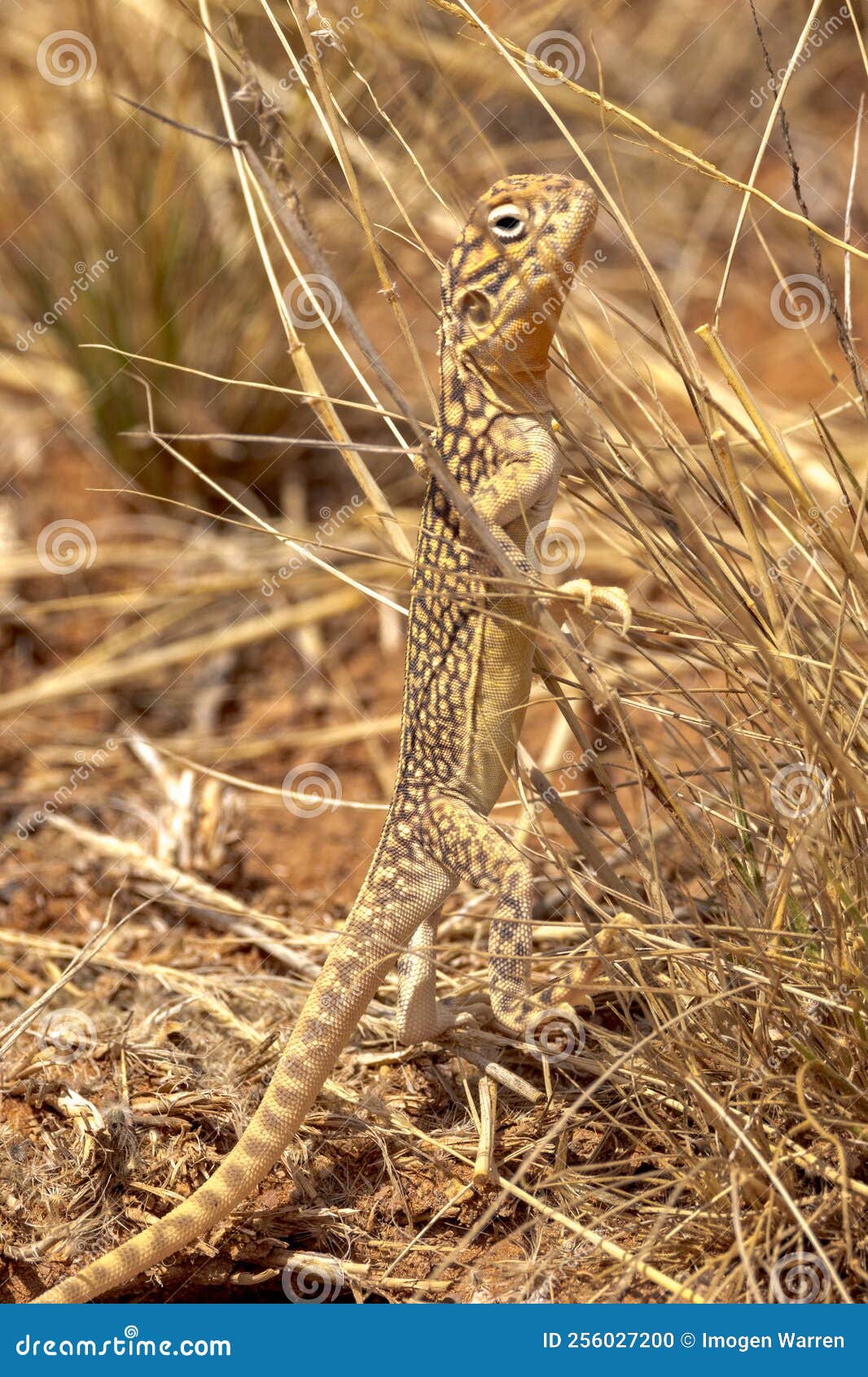 Central Netted Dragon in Northern Territory Australia Stock Photo ...