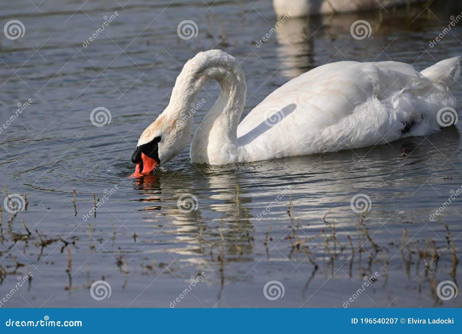 The Very Pretty Swan on the Small River Close Up Stock Image - Image of ...