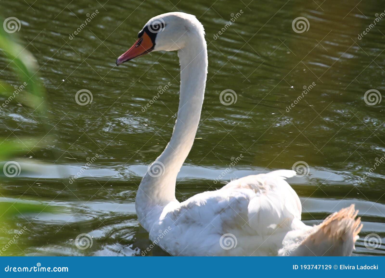 The Very Pretty Swan on the Small River Stock Image - Image of verfy ...