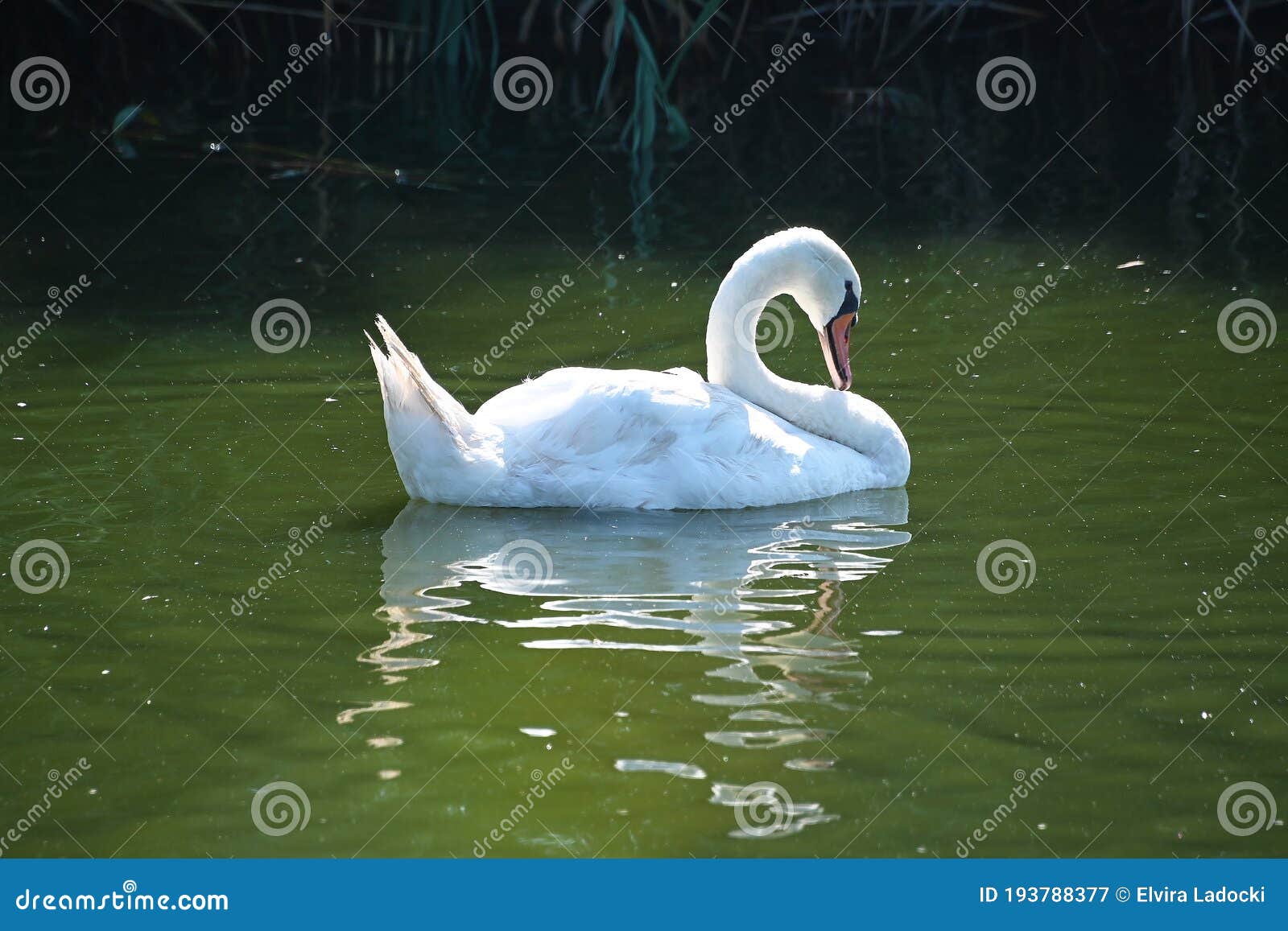 The Very Pretty Swan on the Small River Stock Image - Image of summer ...
