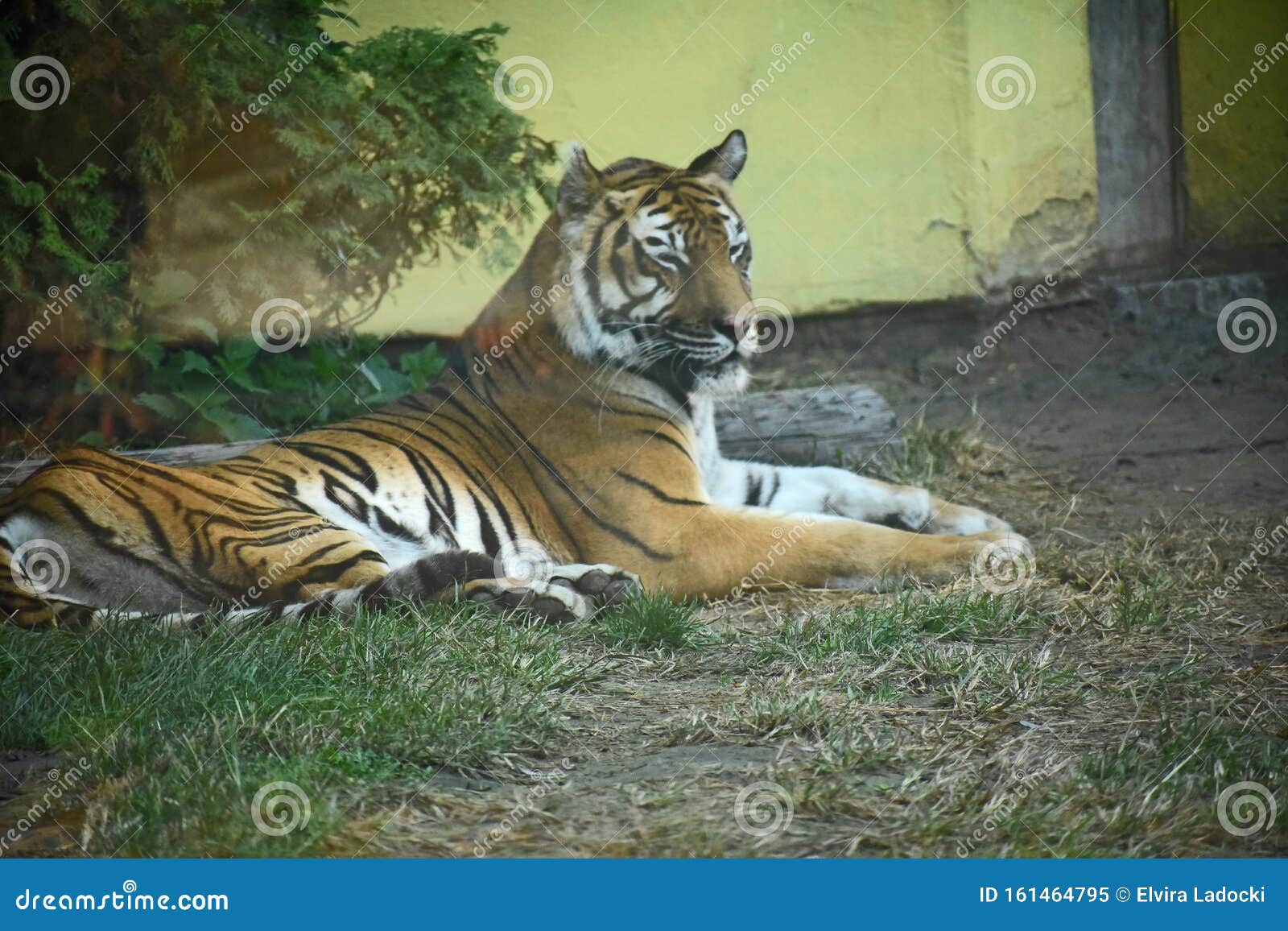 Very Pretty Tiger in the Zoo Stock Image - Image of bird, giraffe ...