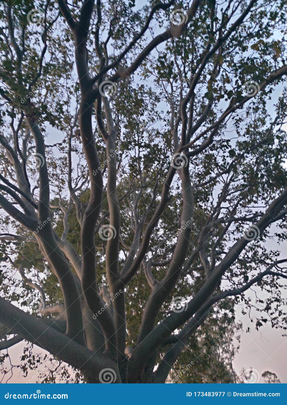 Very pretty tree stock image. Image of pretty, tree - 173483977