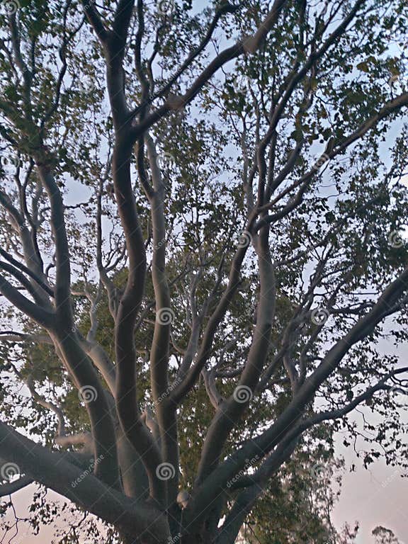 Very pretty tree stock image. Image of pretty, tree - 173483977