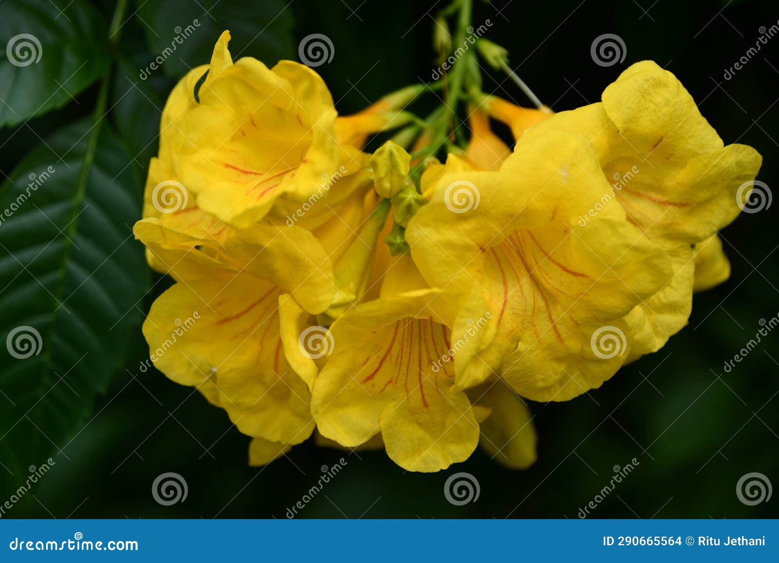 Very Pretty Yellow Elder Flowers Stock Photo - Image of close, flowers ...