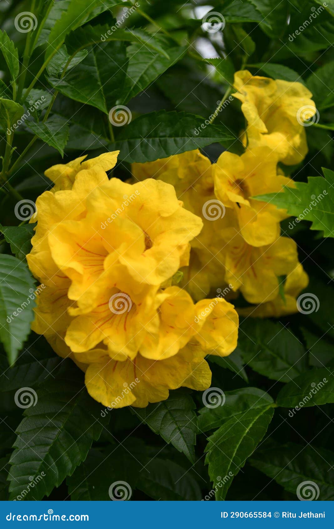 Very Pretty Yellow Elder Flowers Stock Photo - Image of colorful ...