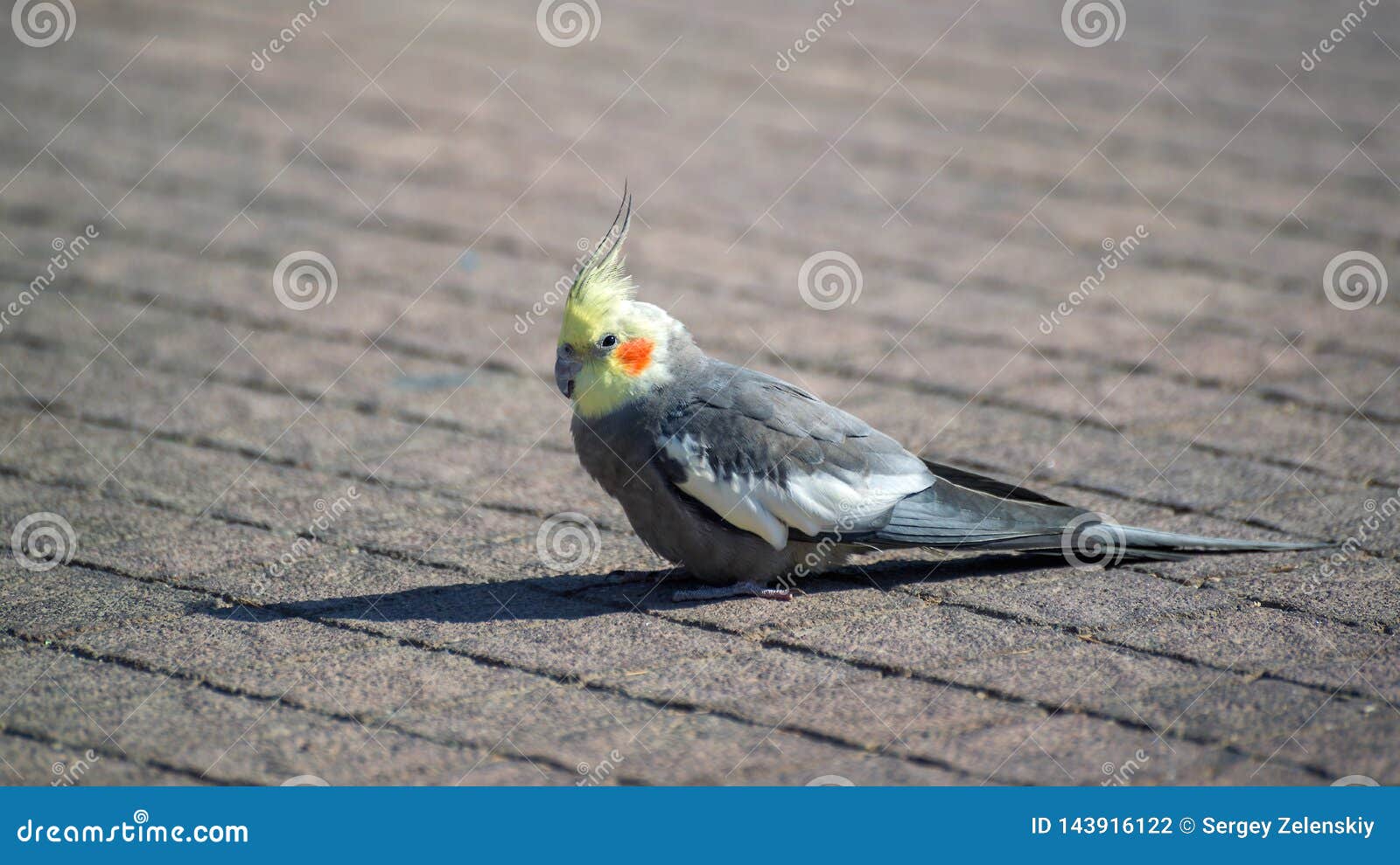 Parrot on the sidewalk stock photo. Image of paver, pritty - 143916122