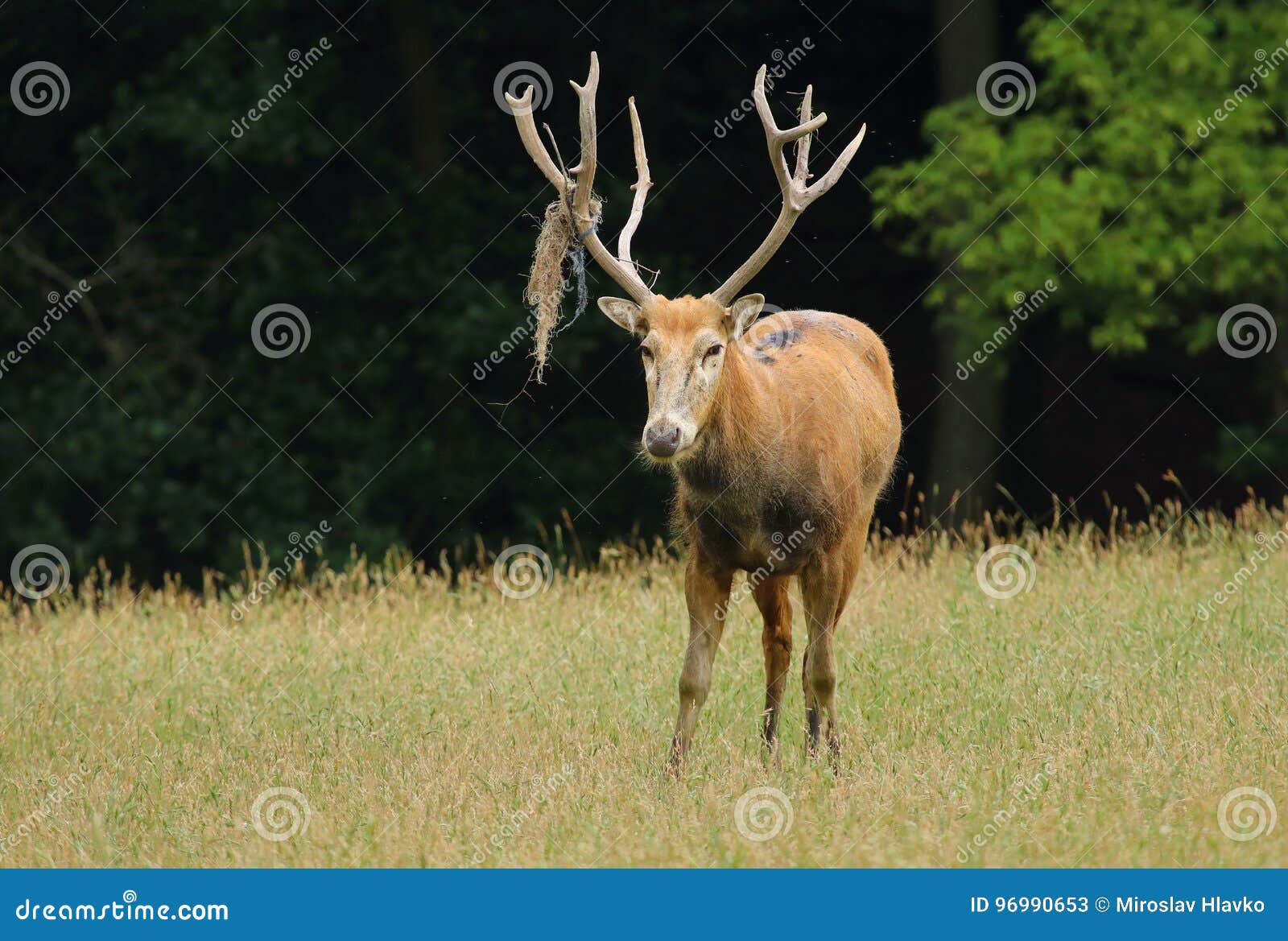 Very Rare Deer Elaphurus Davidianus Stock Image - Image of valuable ...