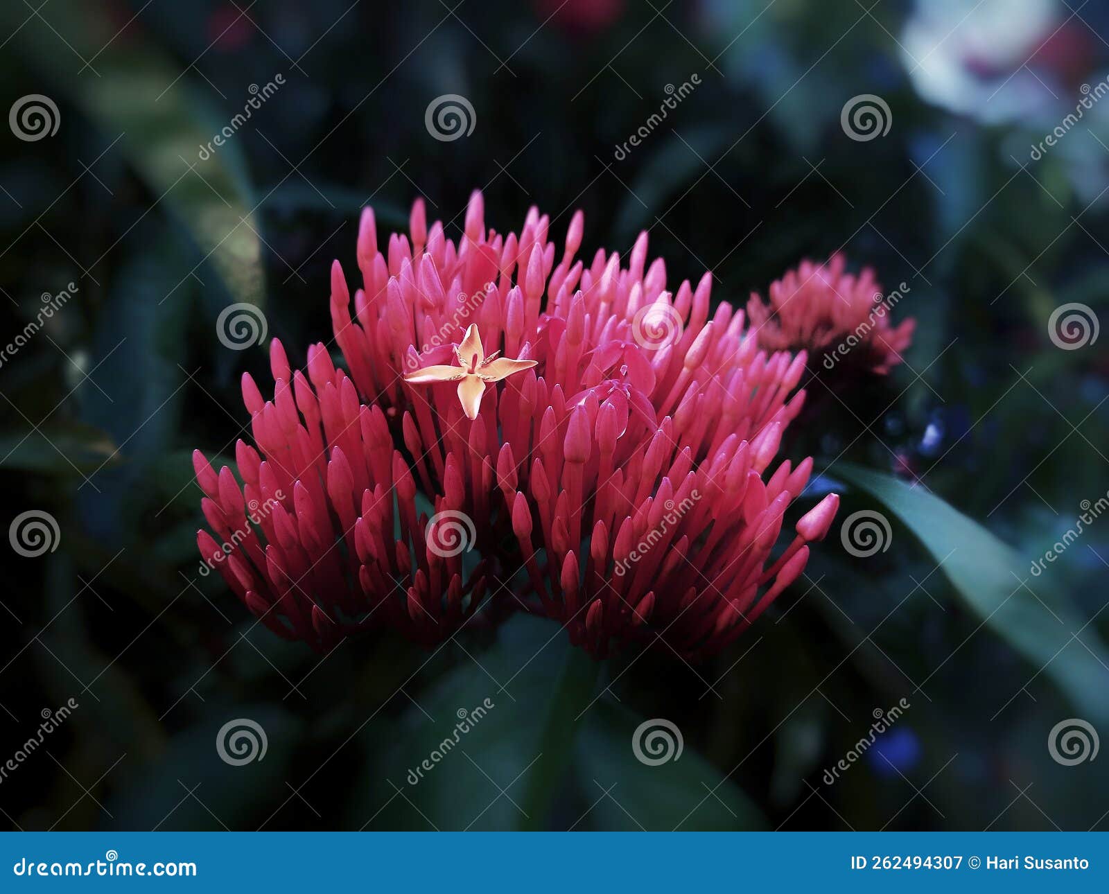 A Very Rare Flower in Indonesia. Bunga Raya Stock Image - Image of rare ...