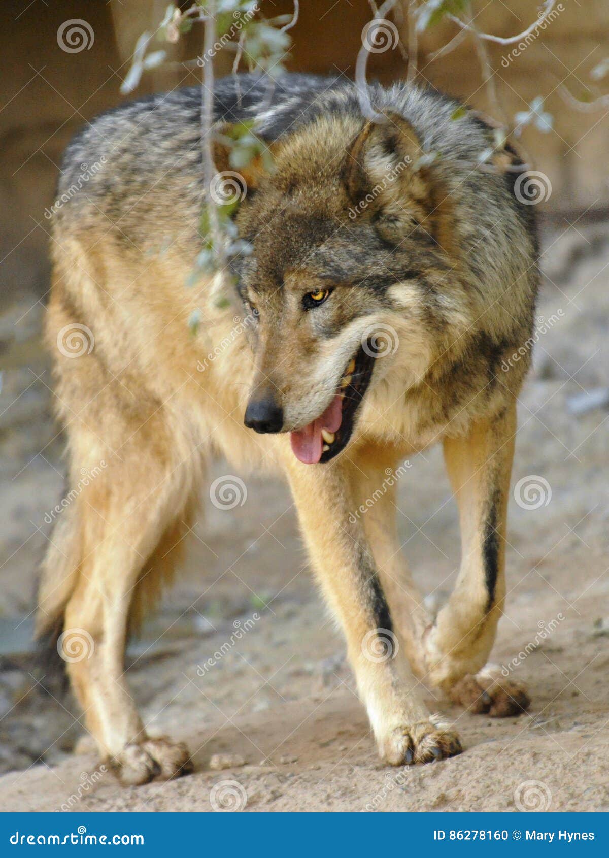 Mexican Wolf Howling Stock Photo | CartoonDealer.com #86350428