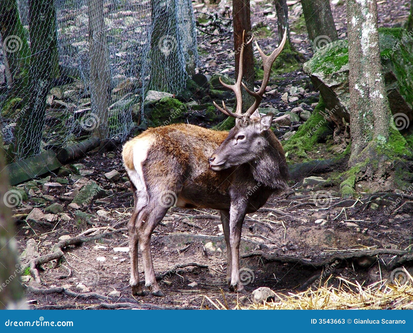 The Very Rare Sardinian Deer Stock Image - Image of animal, tree: 3543663