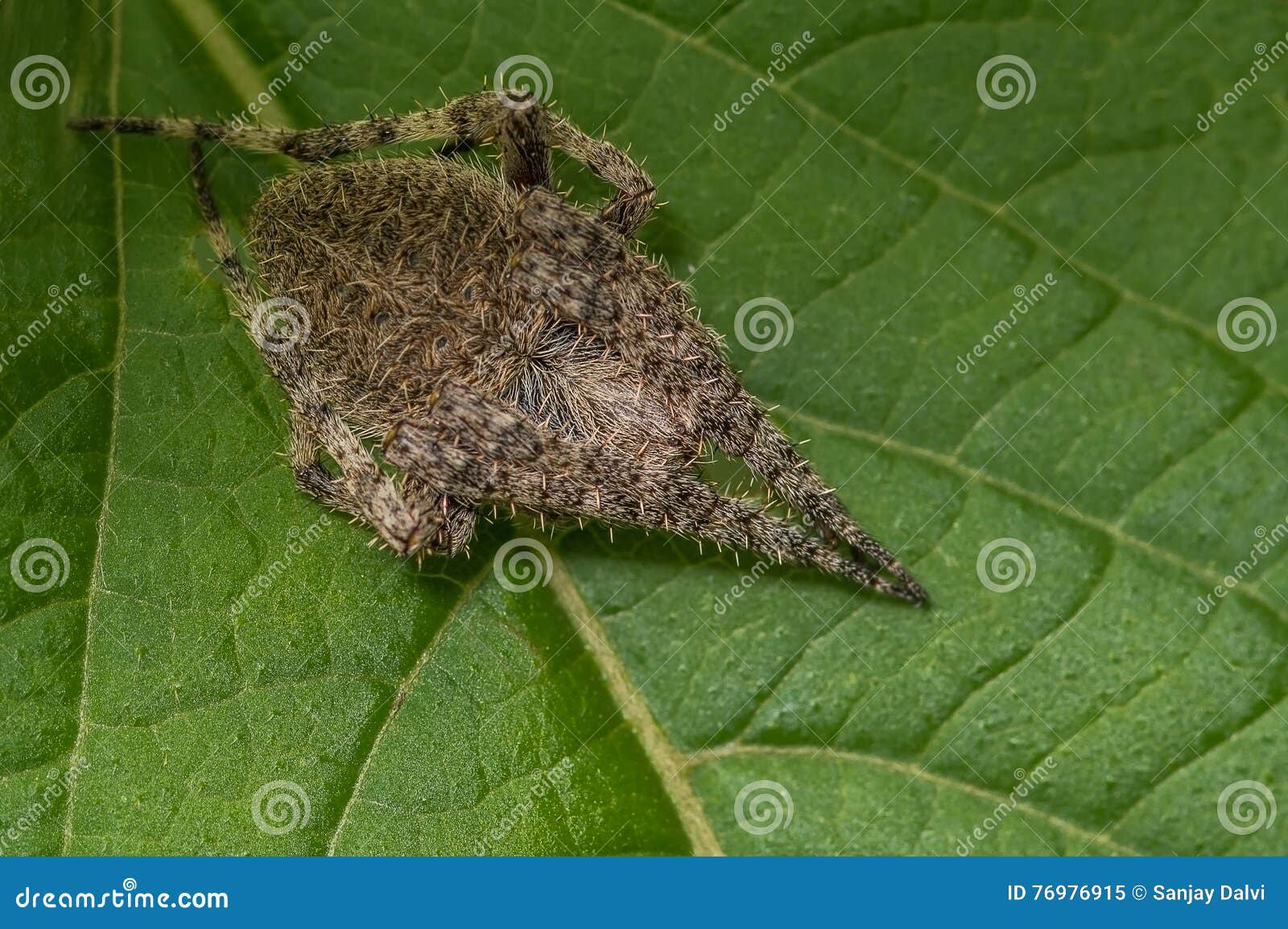 A Very Rare Spider from Neoscona Species Stock Image - Image of hairy ...
