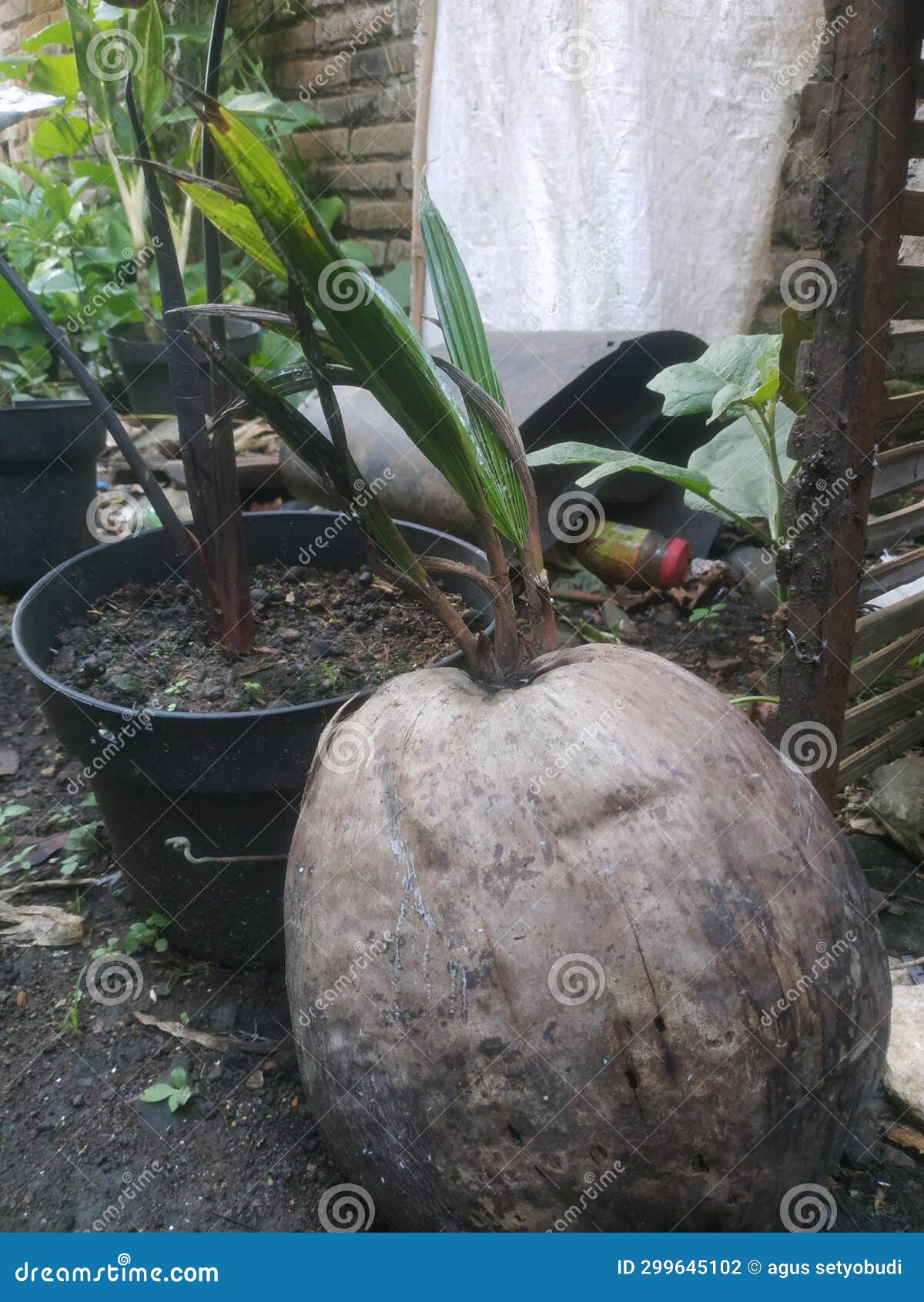 This is a Very Rare Three-sprouted Coconut Stock Photo - Image of ...