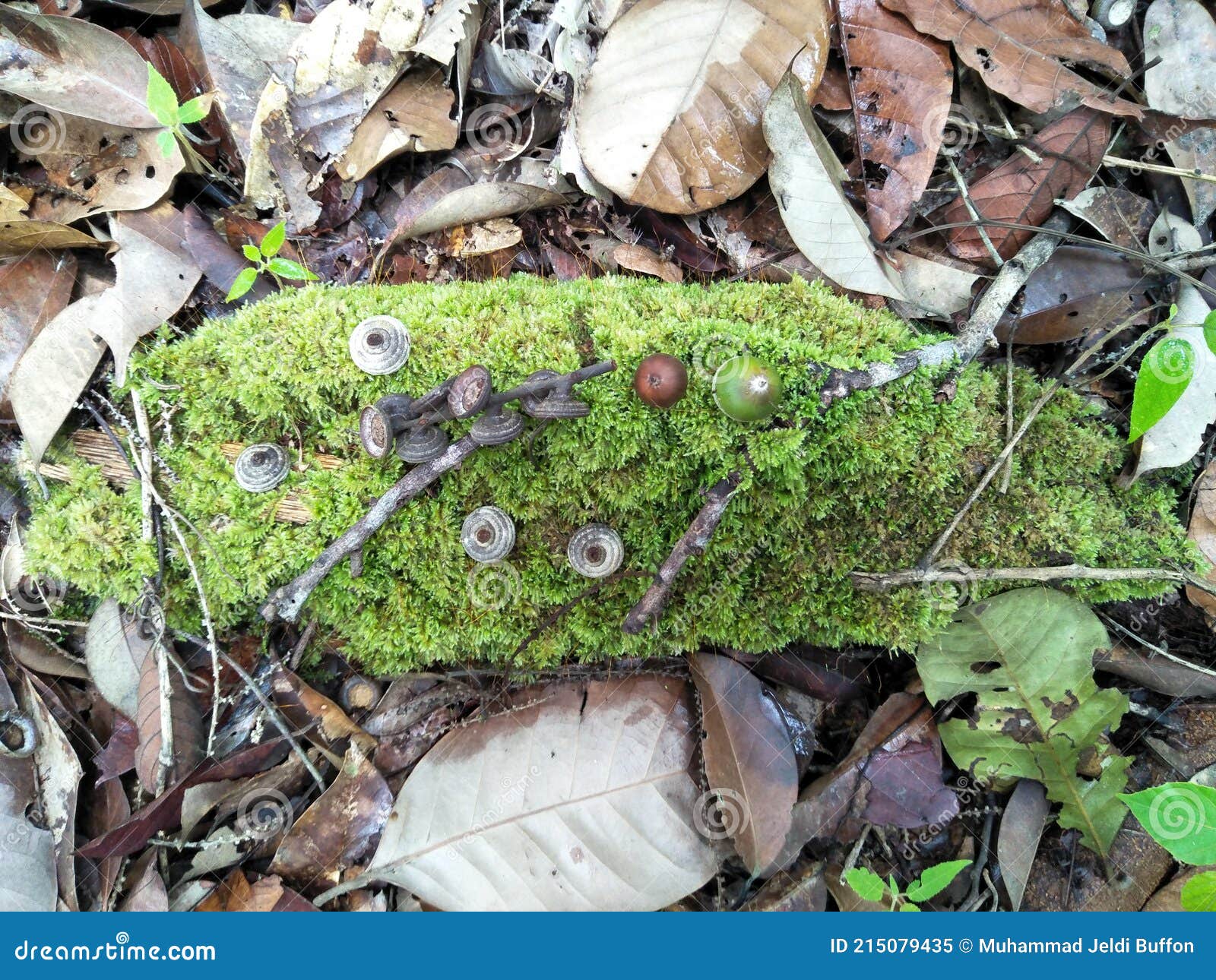 Rare tree roots stock image. Image of woodland, autumn - 215079435