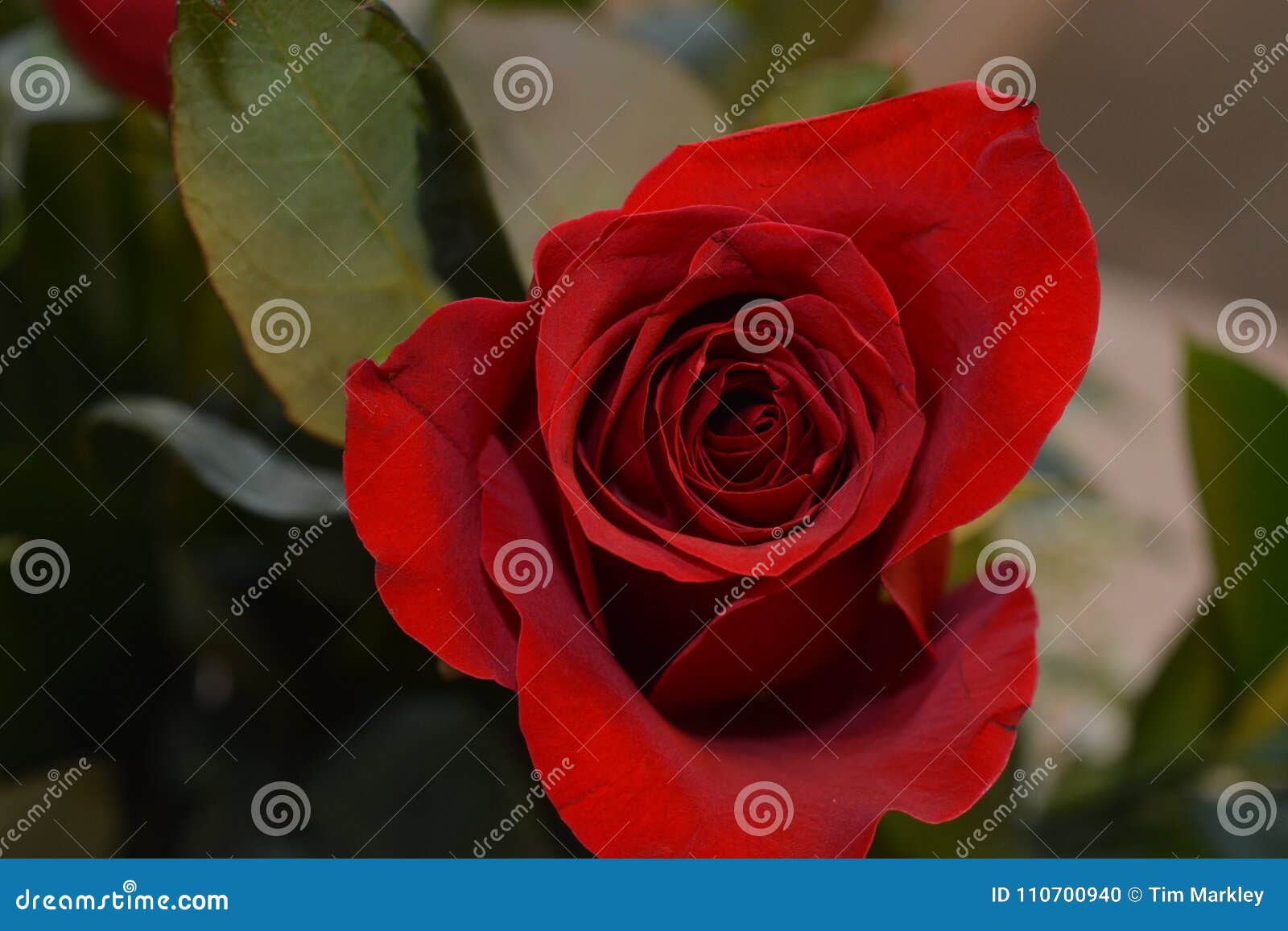 Very Red Roses stock photo. Image of romantic, macro - 110700940