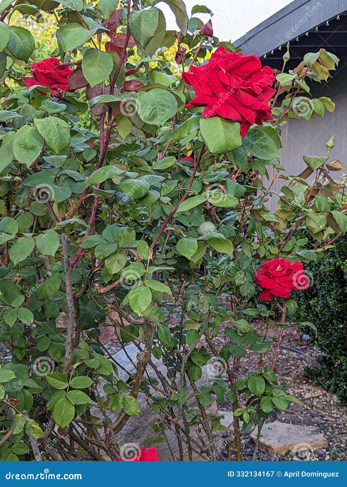 Very Red Roses Outside a Home Stock Image - Image of petal, rose: 332134167