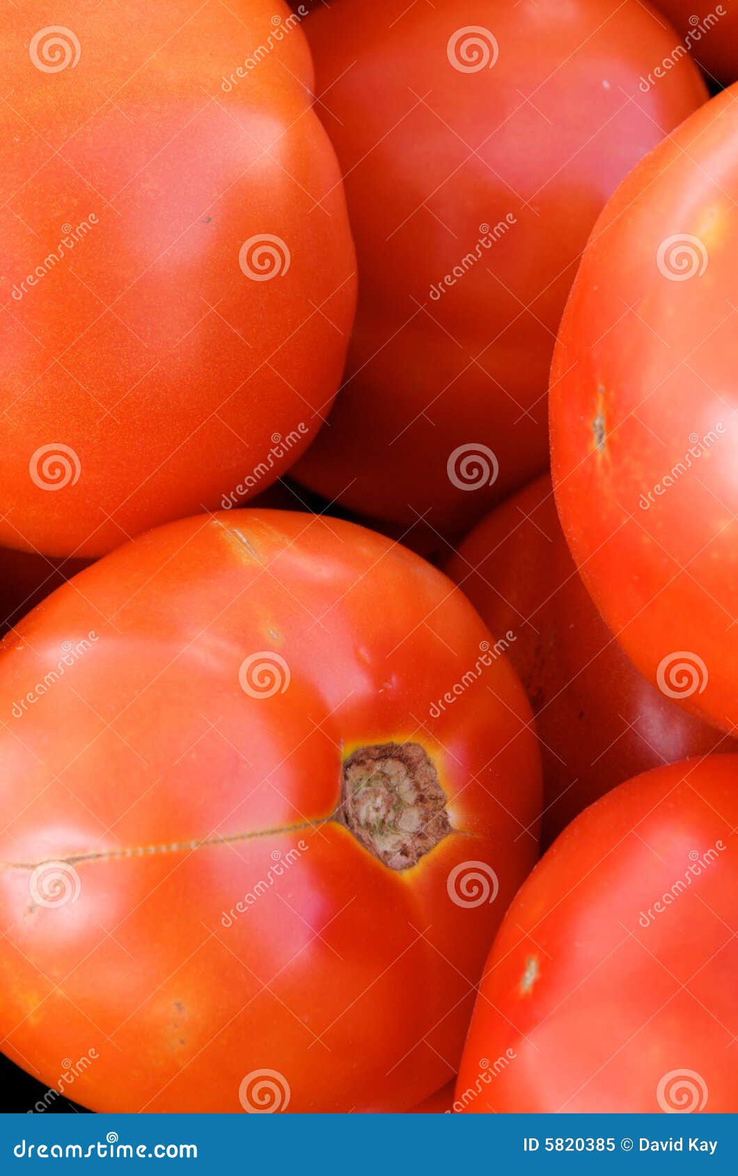 Very Red Tomatoes stock image. Image of agriculture, fresh - 5820385