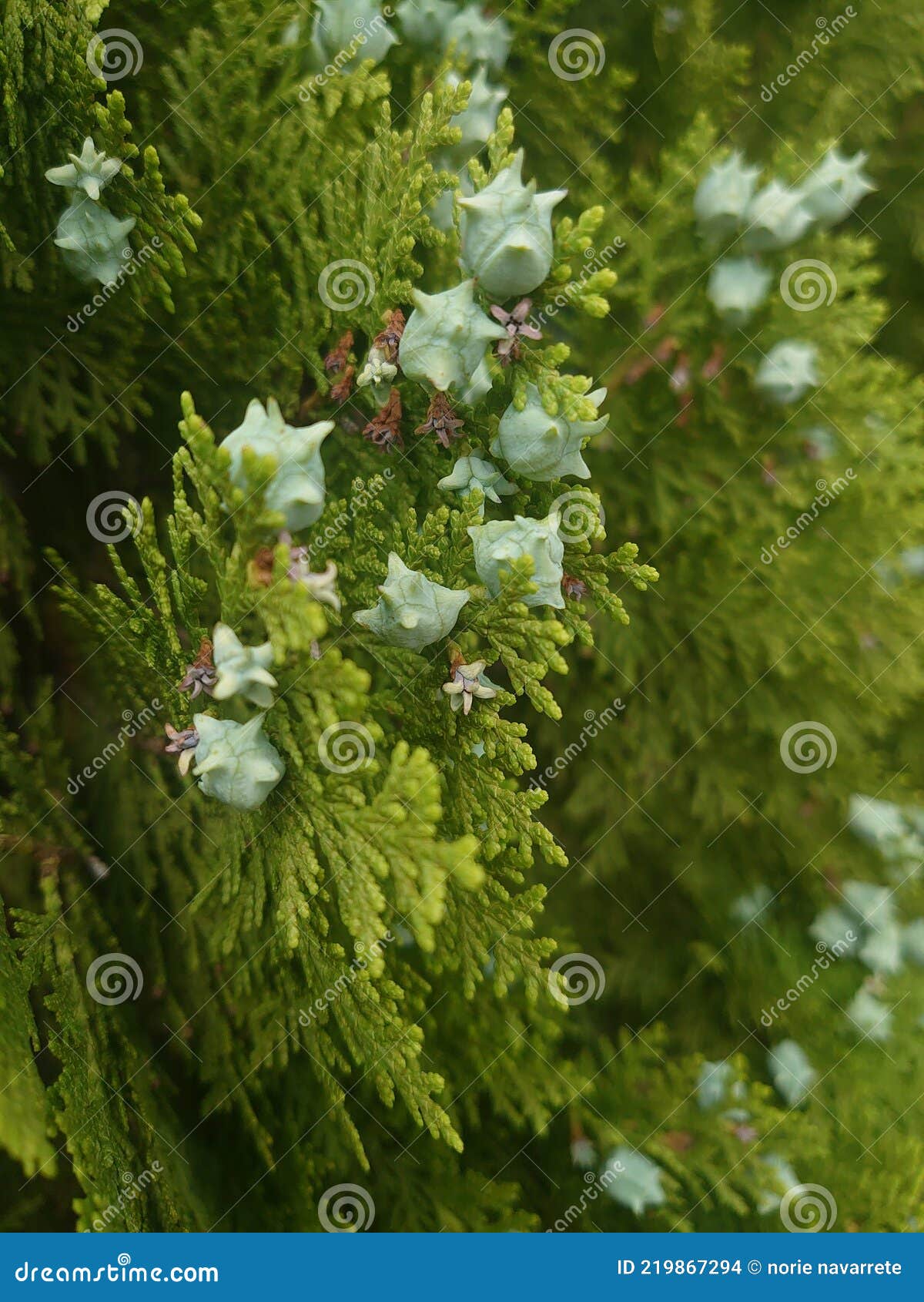 A VERY RELAXATION GREEN PLANT Stock Photo - Image of relaxation, branch ...