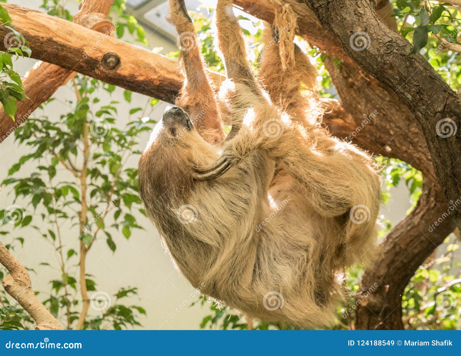 A relaxed 3 toed Sloth. stock image. Image of switzerland - 124188549