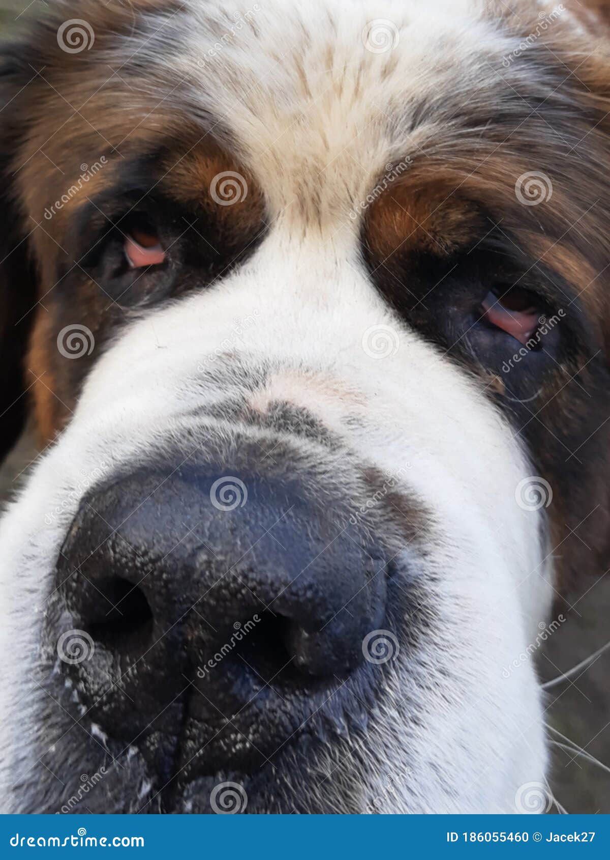 Sad bernard. stock photo. Image of vertical, head, lawn - 186055460