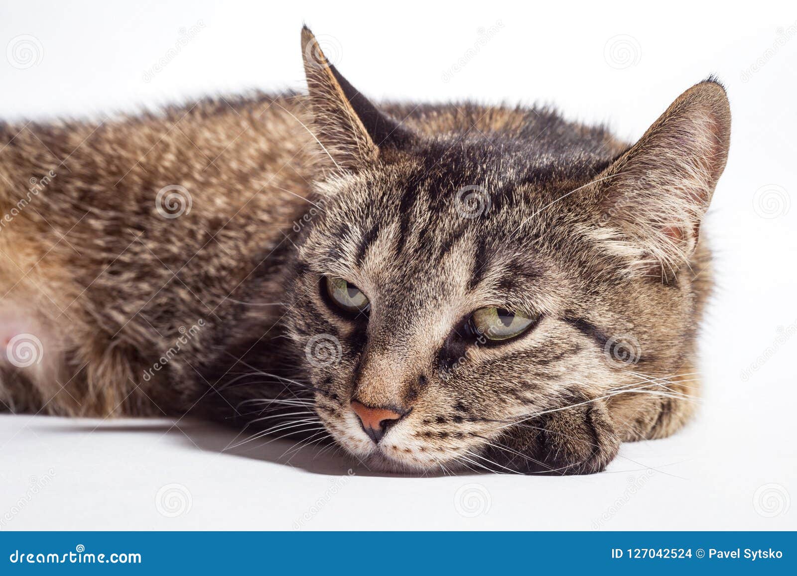Very sad cat stock photo. Image of mammal, pensive, cute - 127042524