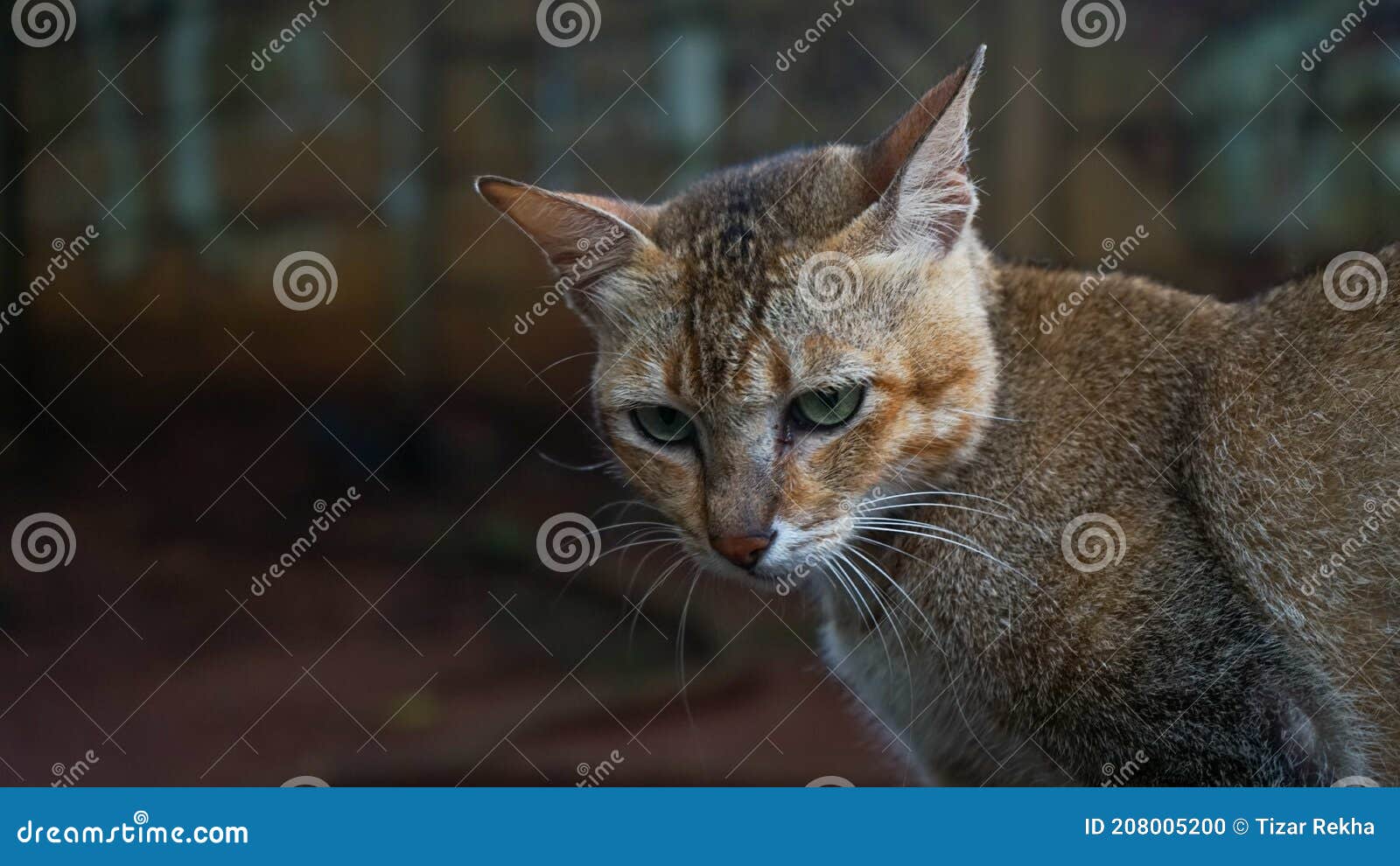 A very sad cat pet stock photo. Image of animal - 208005200