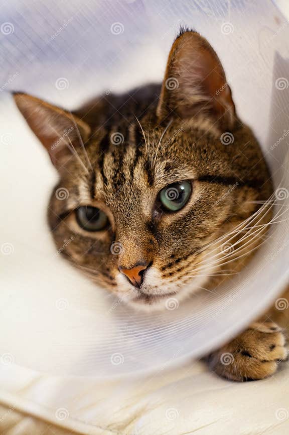 Close Up Sad Cat S Face in a Plastic Medical Cone Stock Photo - Image ...