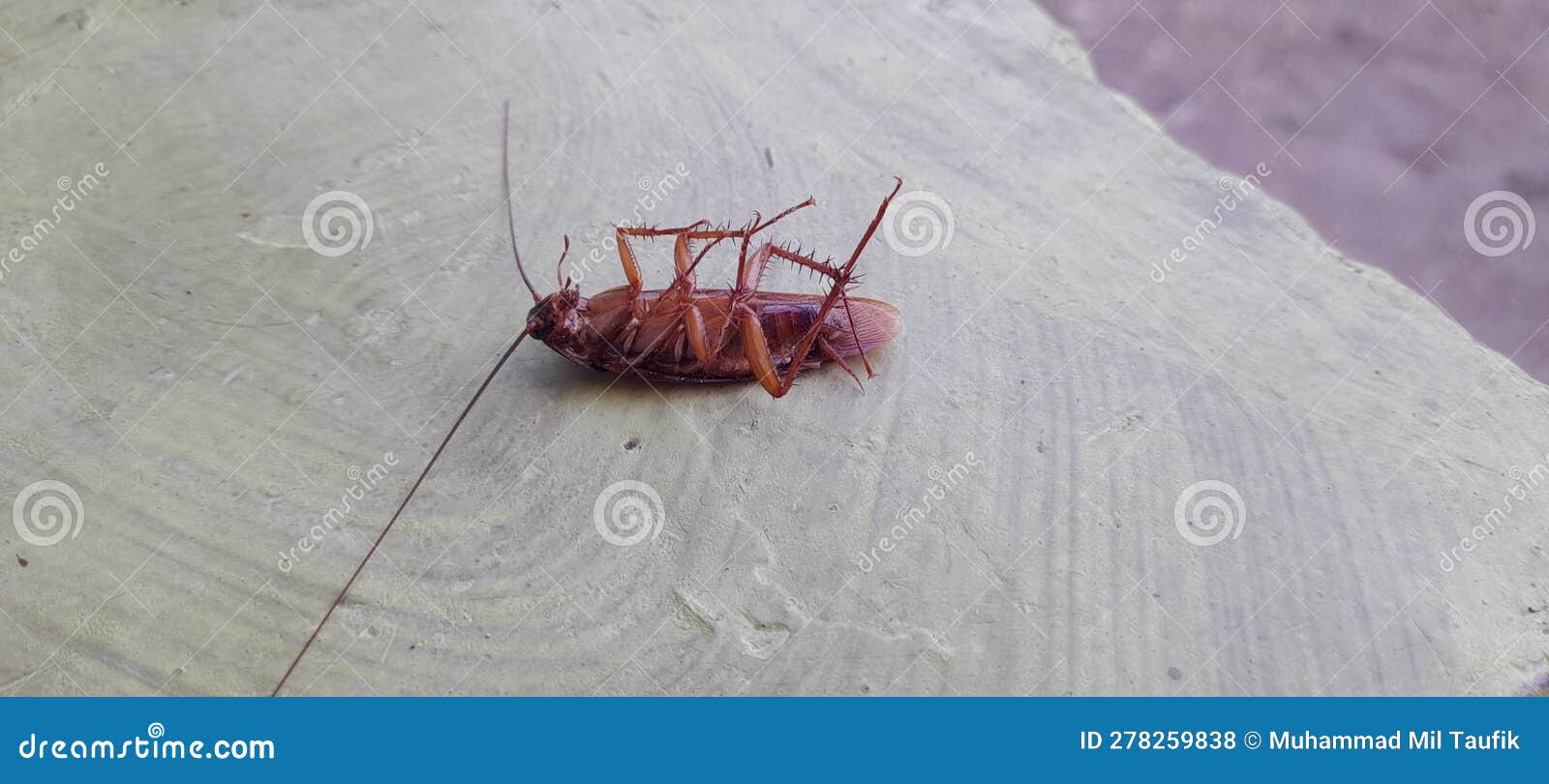 Very Sad Dead Cockroach Back Stock Photo - Image of backs, back: 278259838