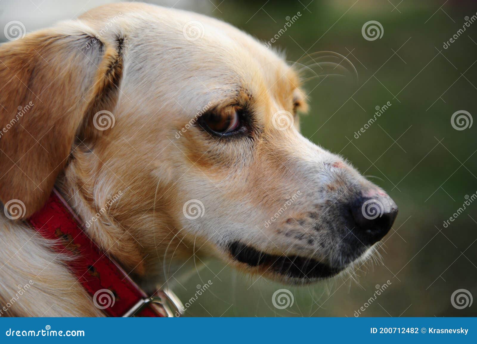 Very sad dog in the park stock photo. Image of park - 200712482