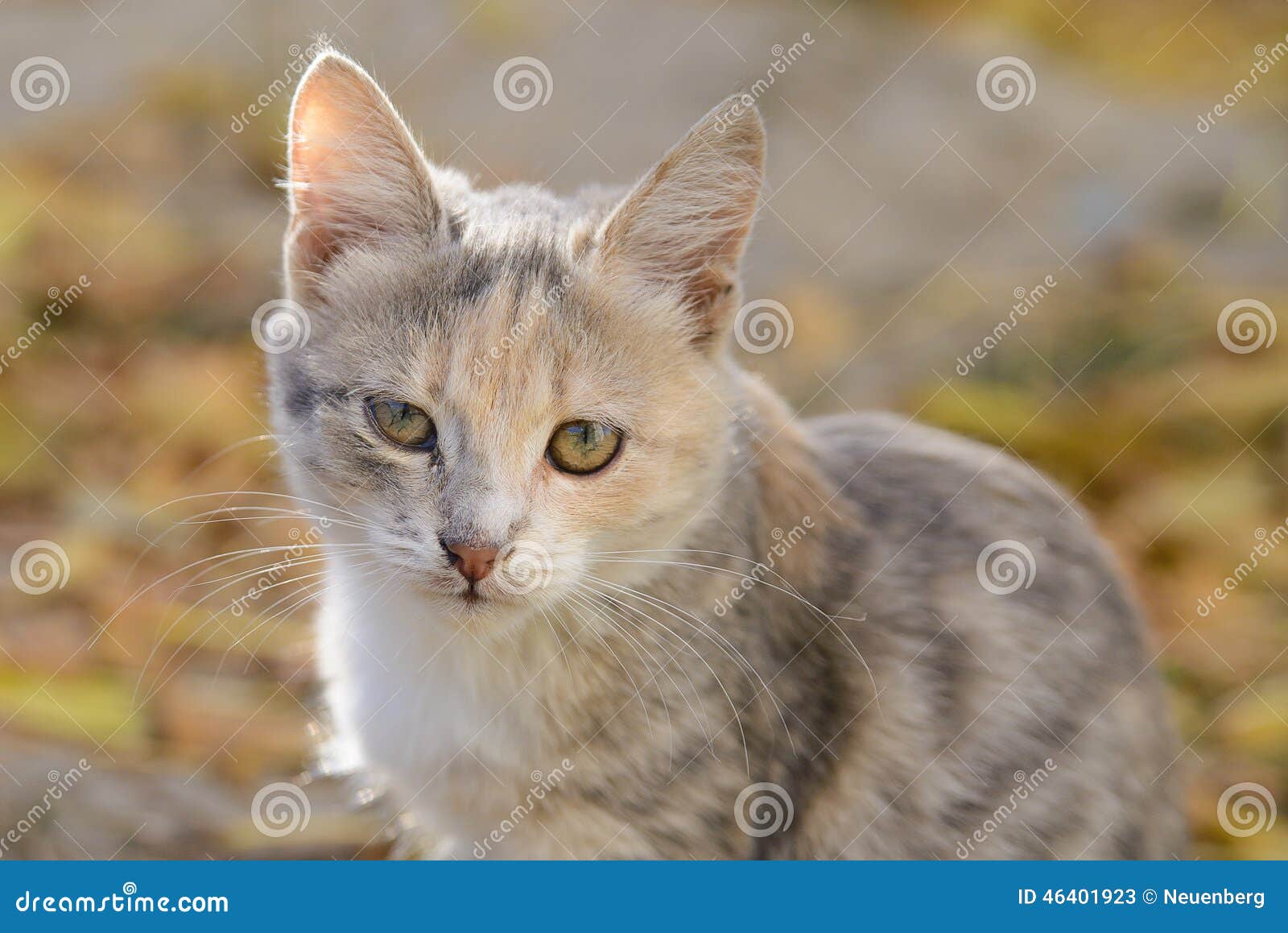 Very sad kitten stock image. Image of kitten, leaves - 46401923