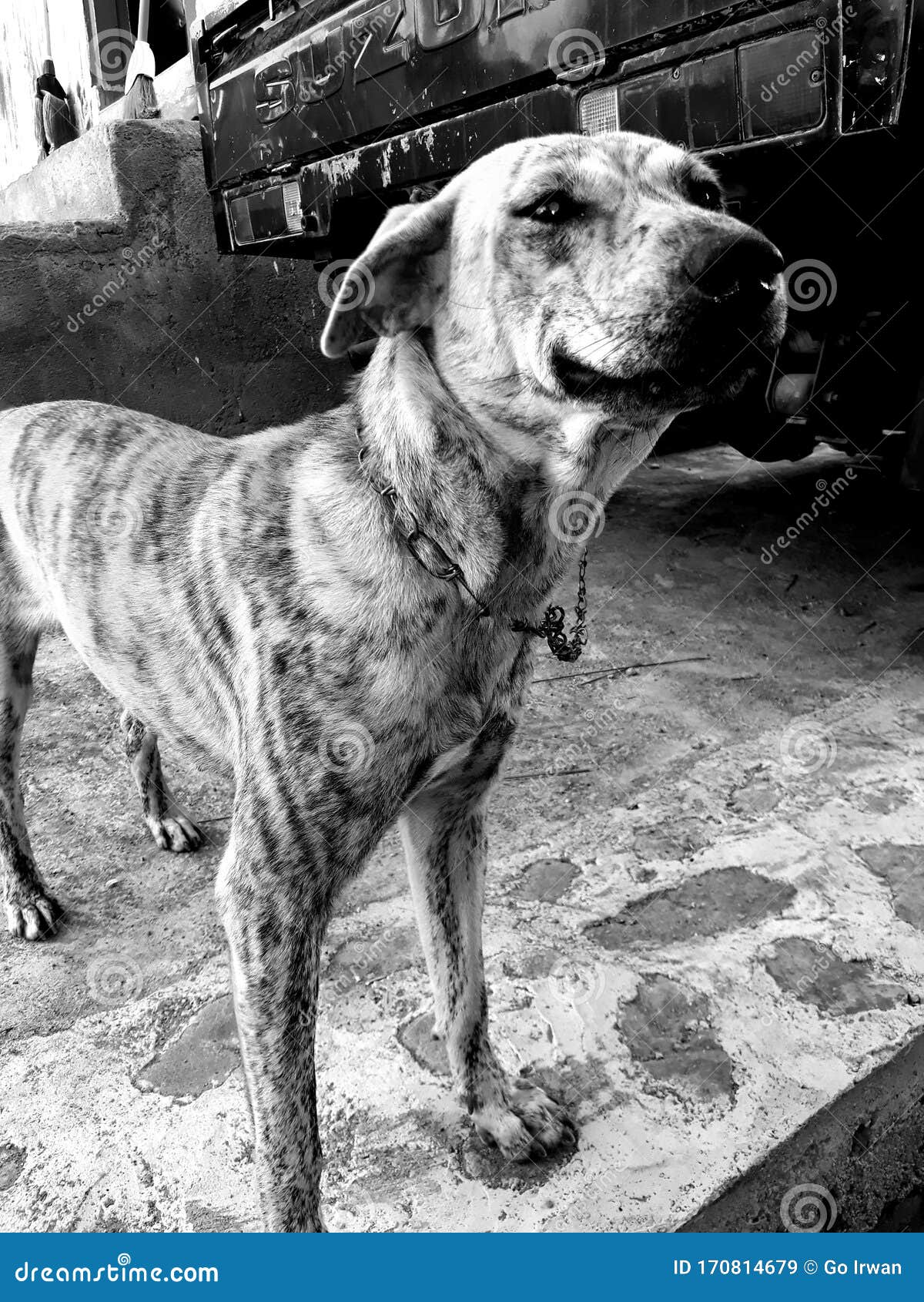 1,035 Very Sad Dog Photos - Free & Royalty-Free Stock Photos from ...