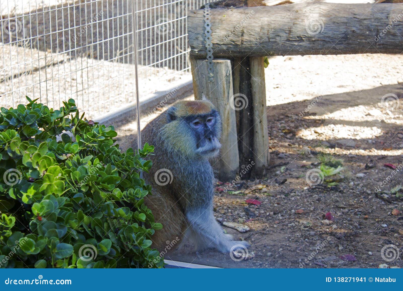 Very Sad Macaque in Cage in Paphos Zoo Stock Image - Image of freedom ...