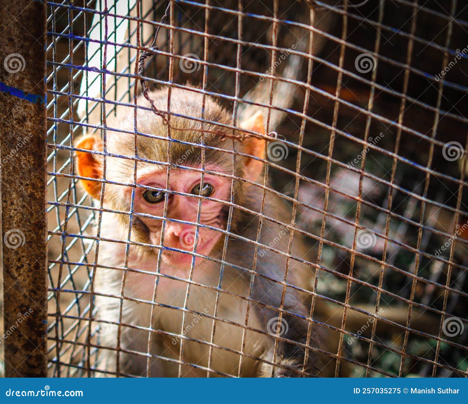 Very Sad Monkey in a Jail without Any Acquisition Stock Image - Image ...
