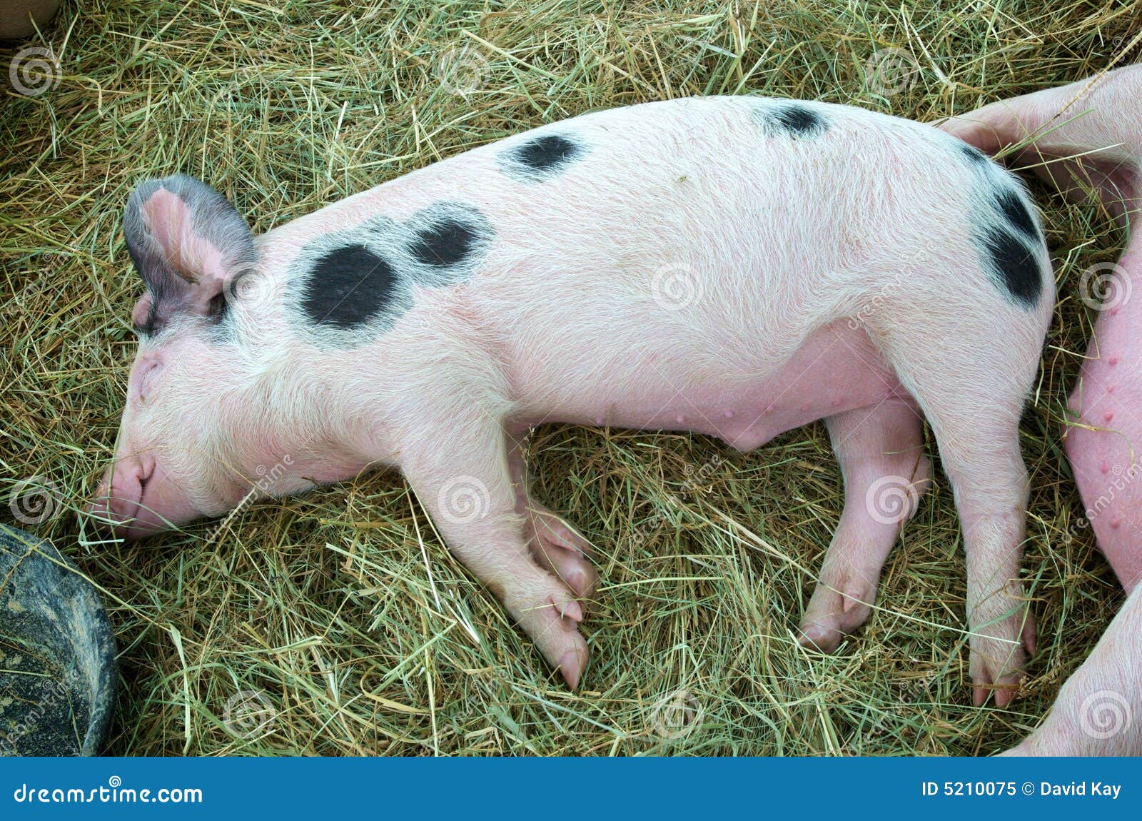 Very satisfied piglet stock image. Image of pleasure, spot - 5210075