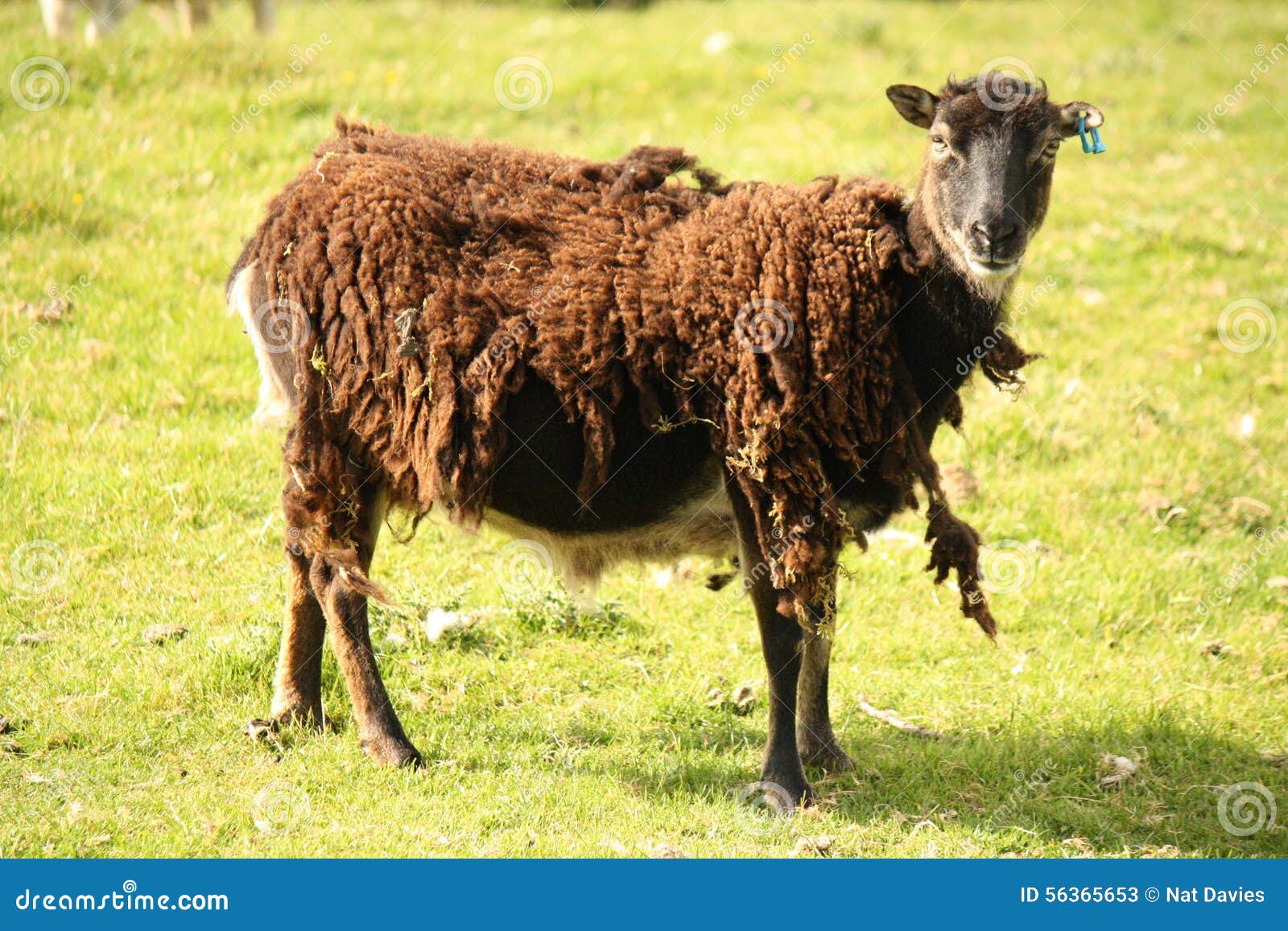 Very Scruffy Brown Sheep Looking at the Camera Stock Image - Image of ...