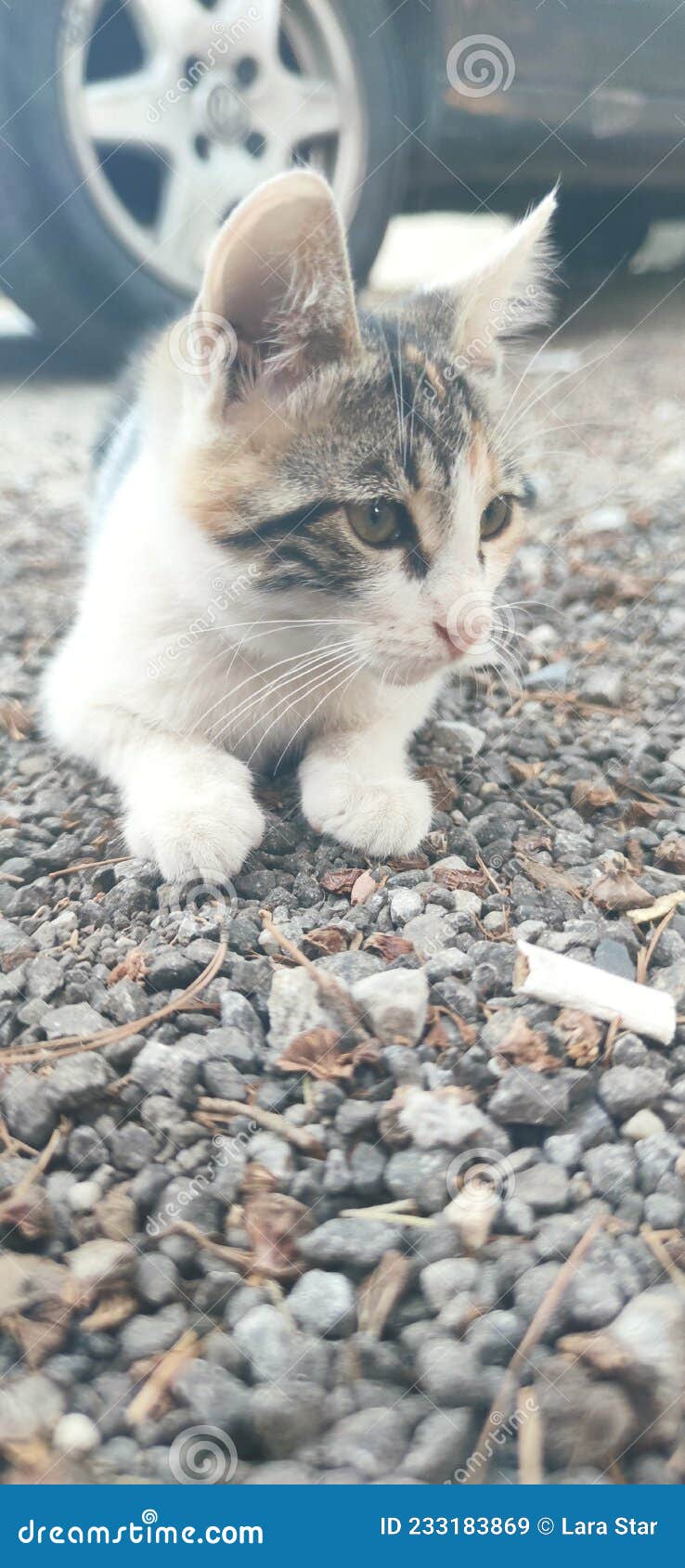 Cat is thinking stock image. Image of thinking, serious - 233183869