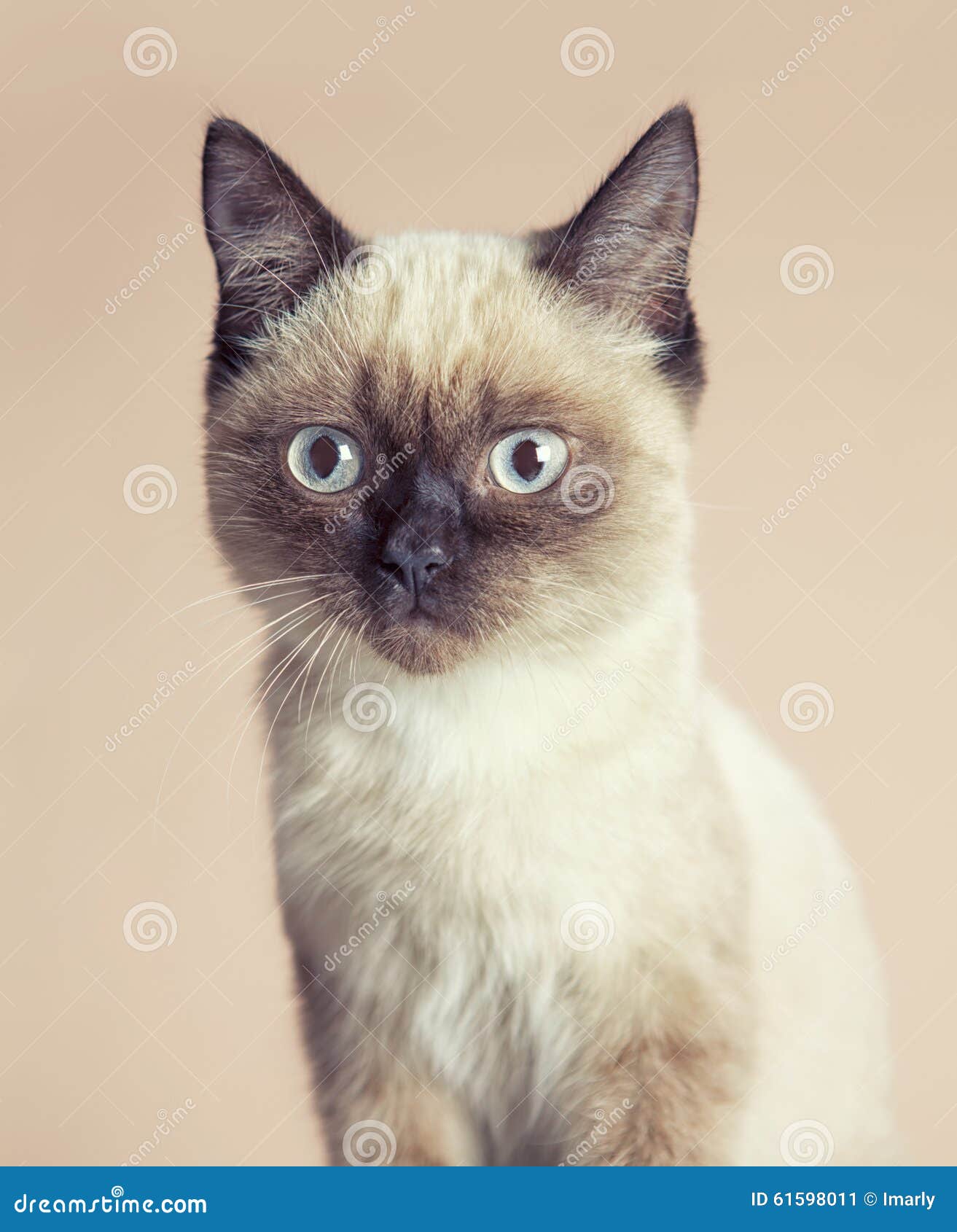 Very serious cat stock image. Image of siamese, head - 61598011