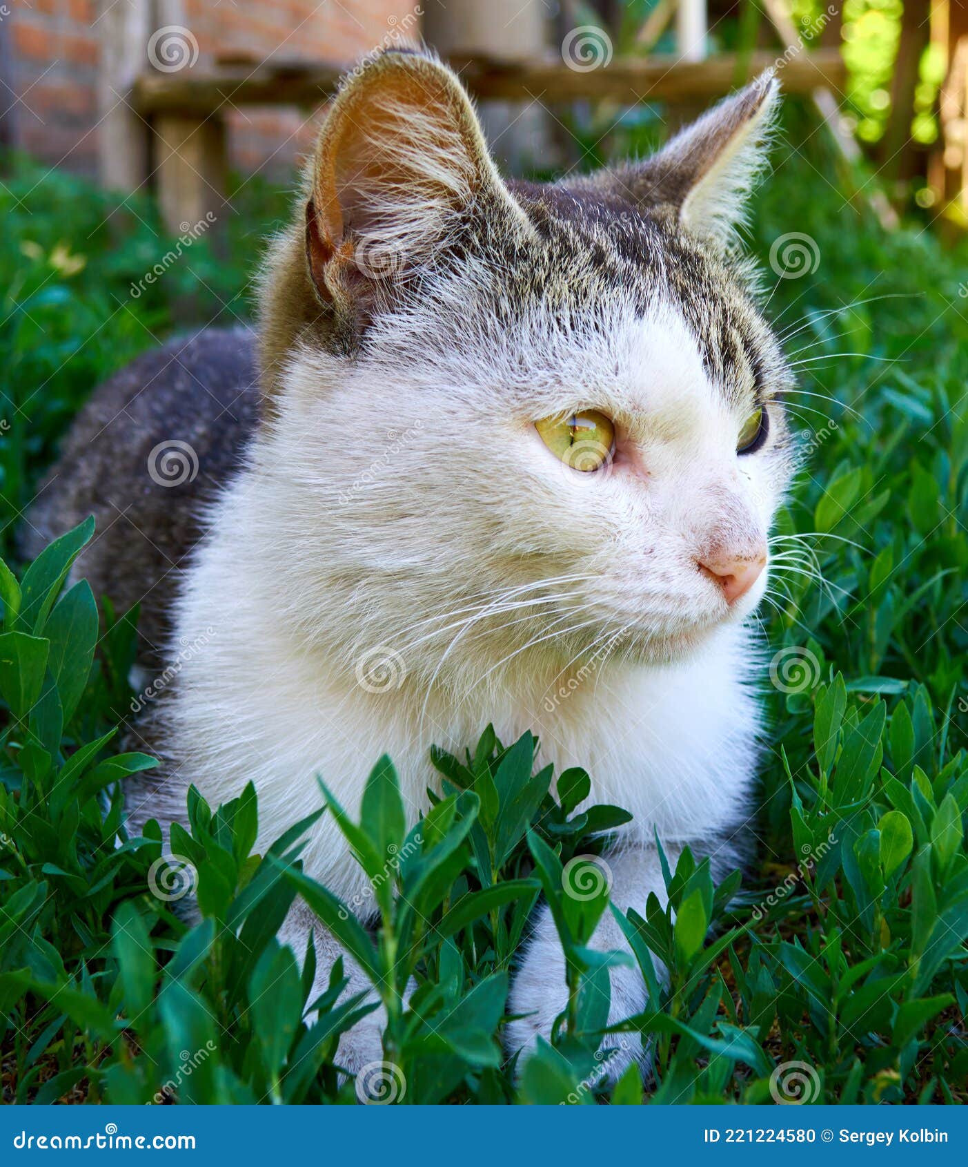 A Very Serious Cat Looks Sternly at this World Stock Photo - Image of ...