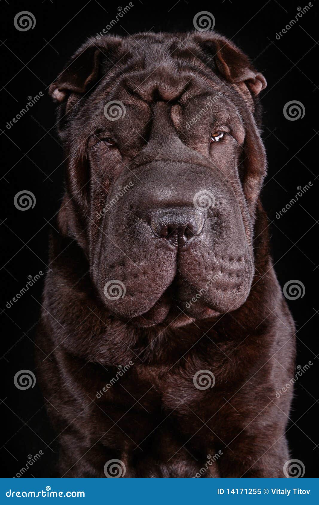 Very Serious Dog stock image. Image of indoors, ferocious - 14171255