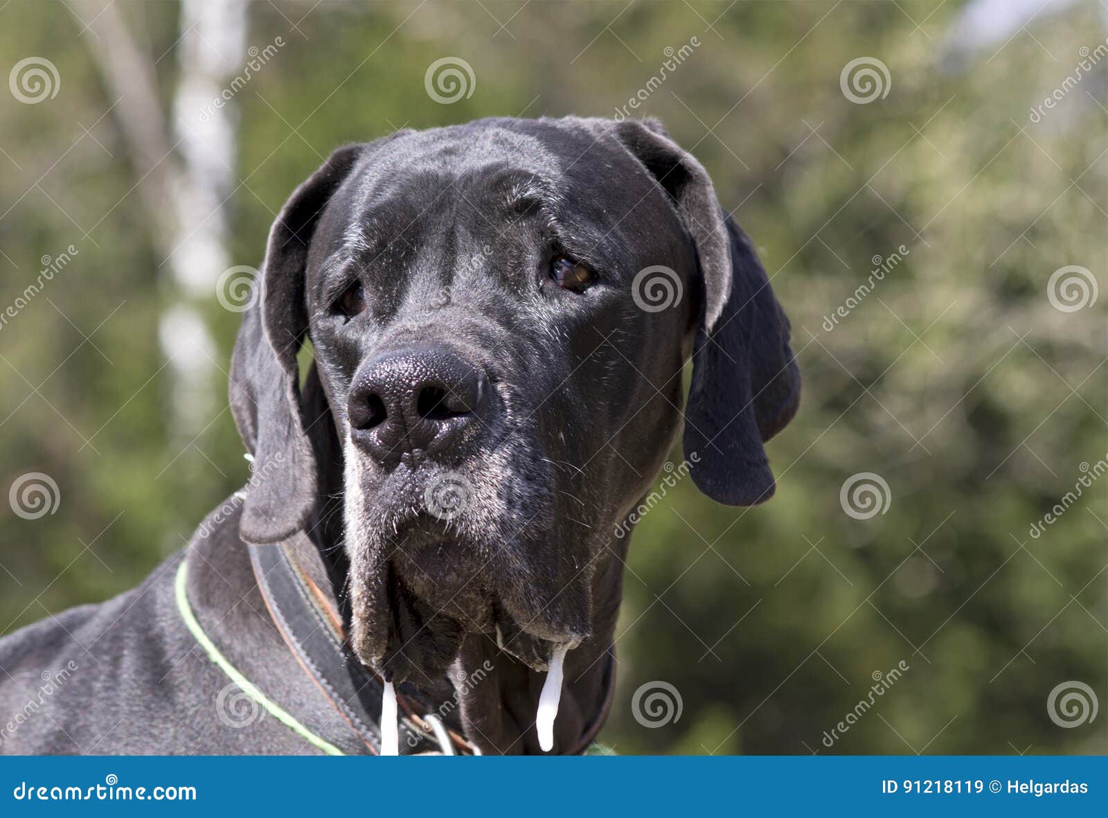 Very Serious Dog Expression Stock Image - Image of animal, slobber ...