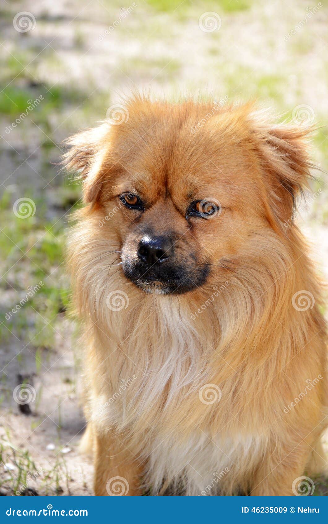 Very serious dog stock image. Image of mouth, politician - 46235009