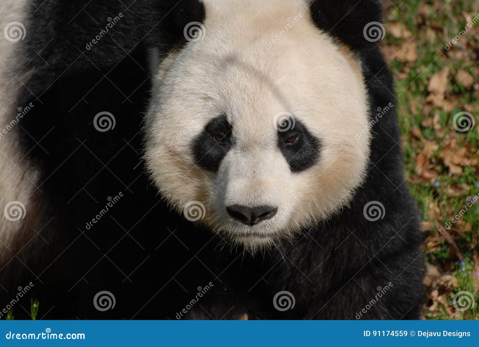 Very Serious Facial Expression on a Panda Bear Stock Image - Image of ...