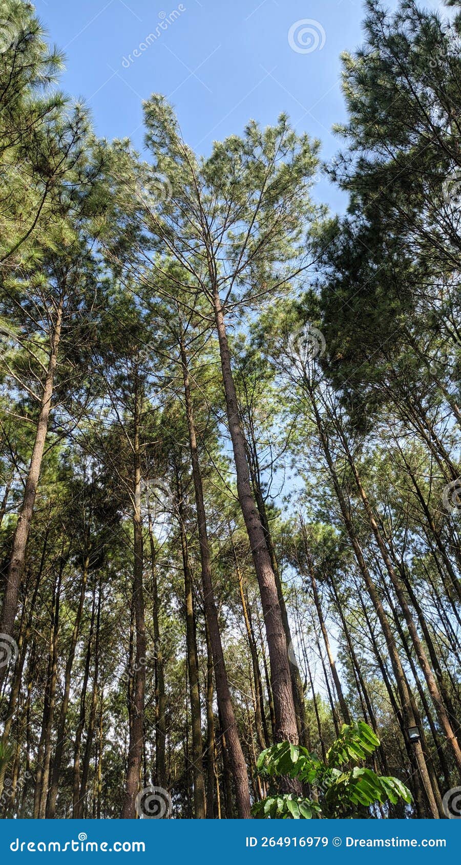 Very Shady and Cool Pine Trees Stock Image - Image of plant, cool ...