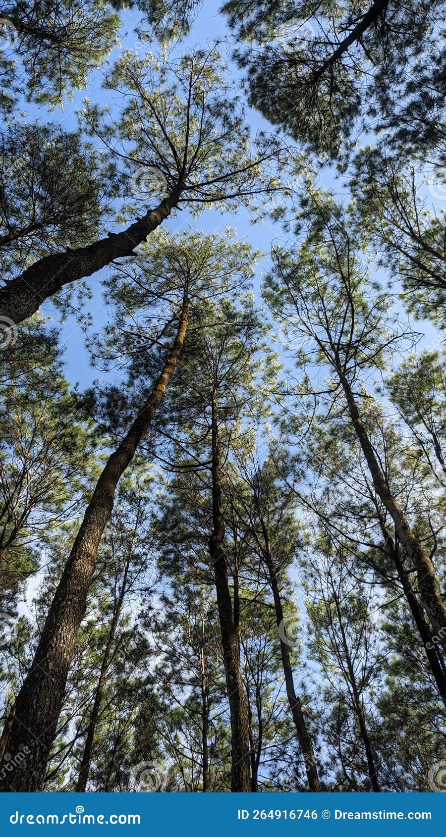 Very shady evergreen tree stock photo. Image of wilderness - 264916746