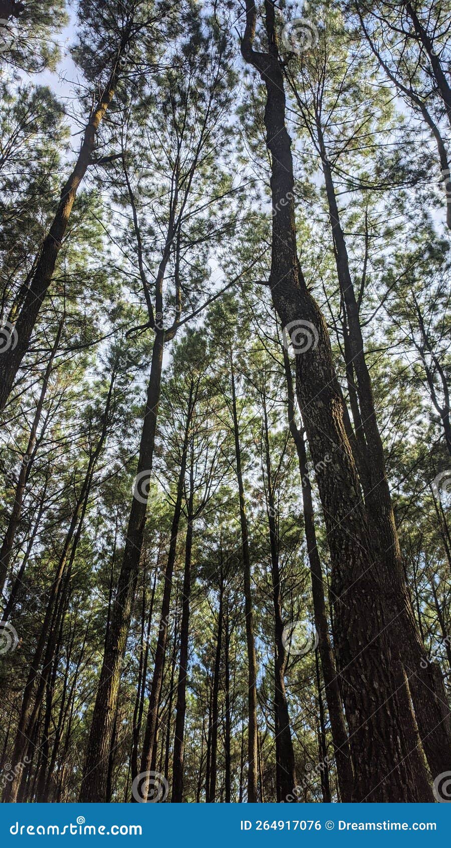 Very shady evergreen trees stock photo. Image of grove - 264917076