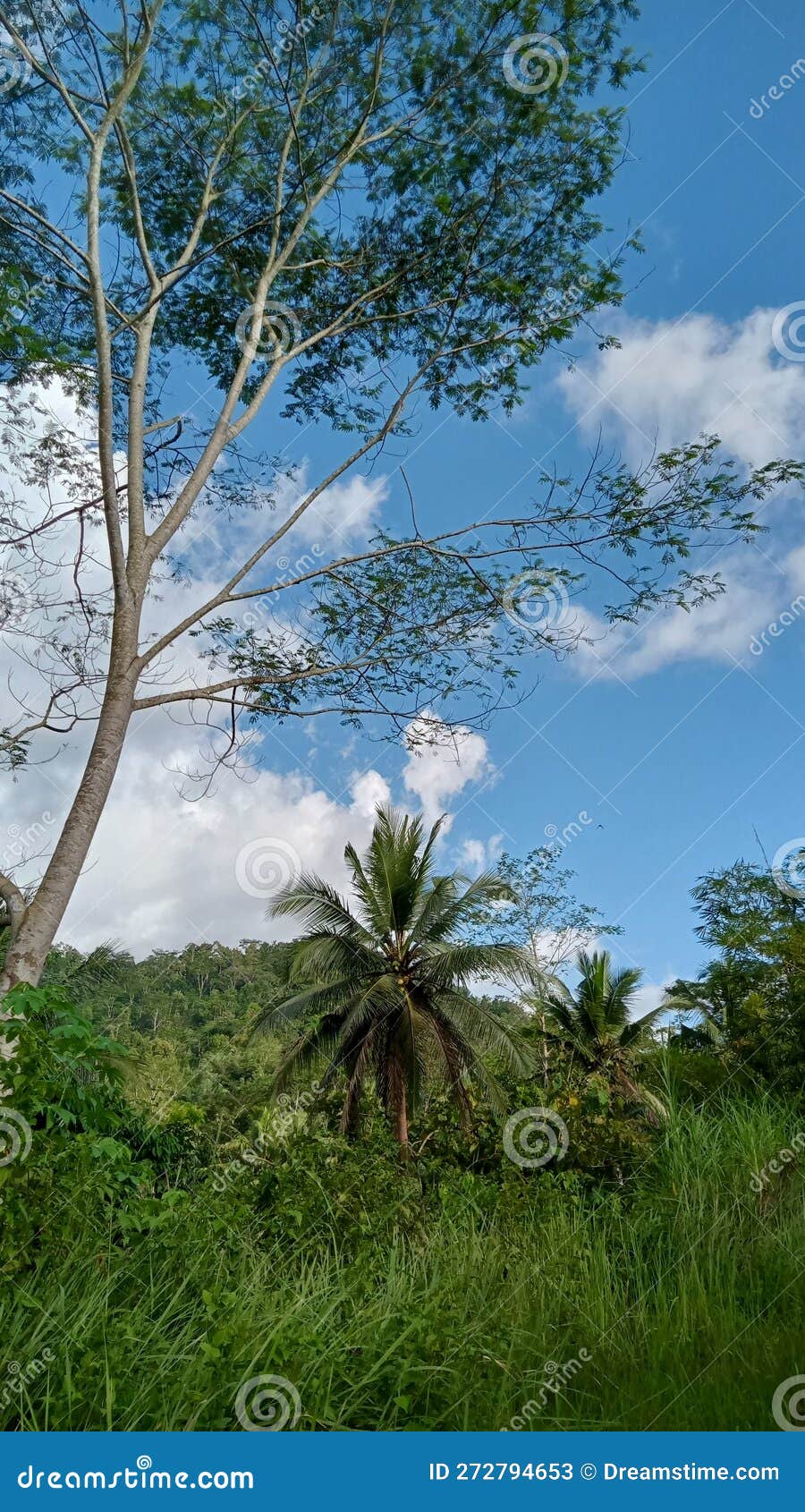 Very Shady Forest on the Top of the Mountain Stock Image - Image of ...